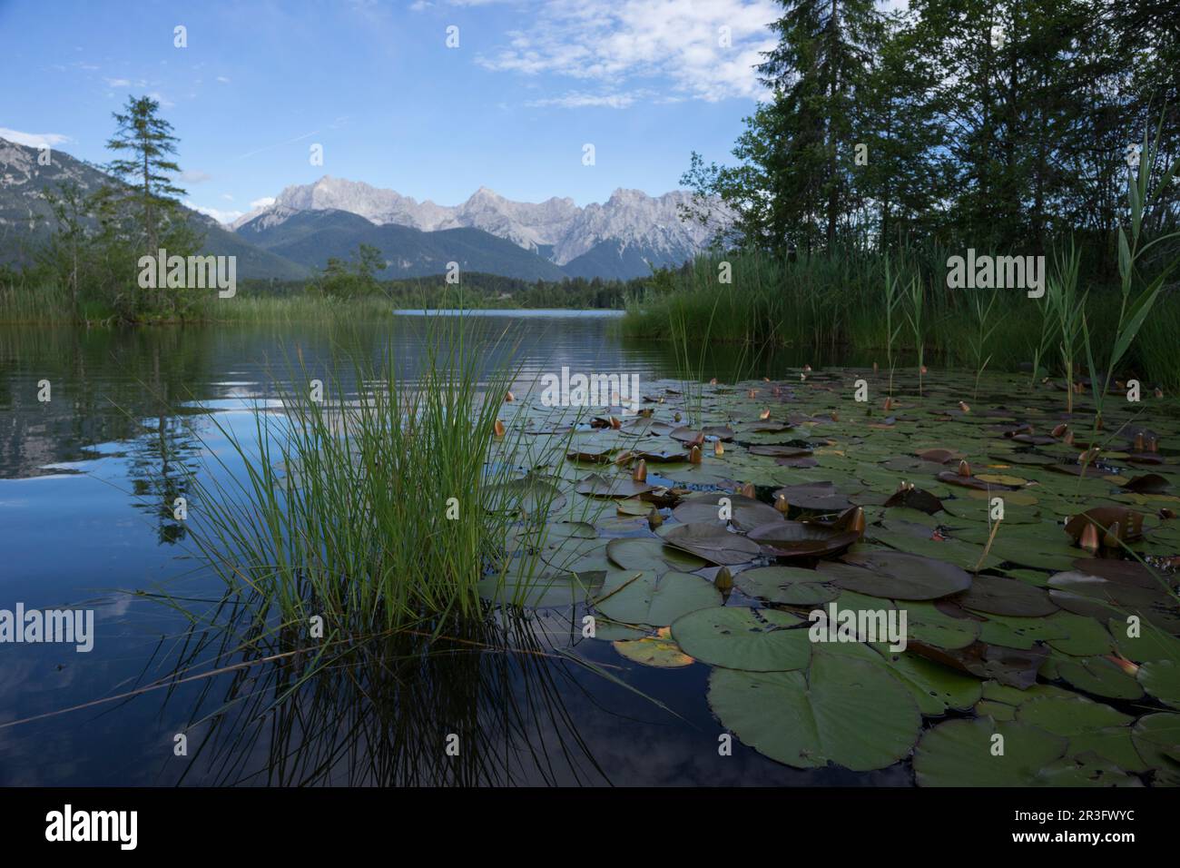 Water liy hi-res stock photography and images - Alamy