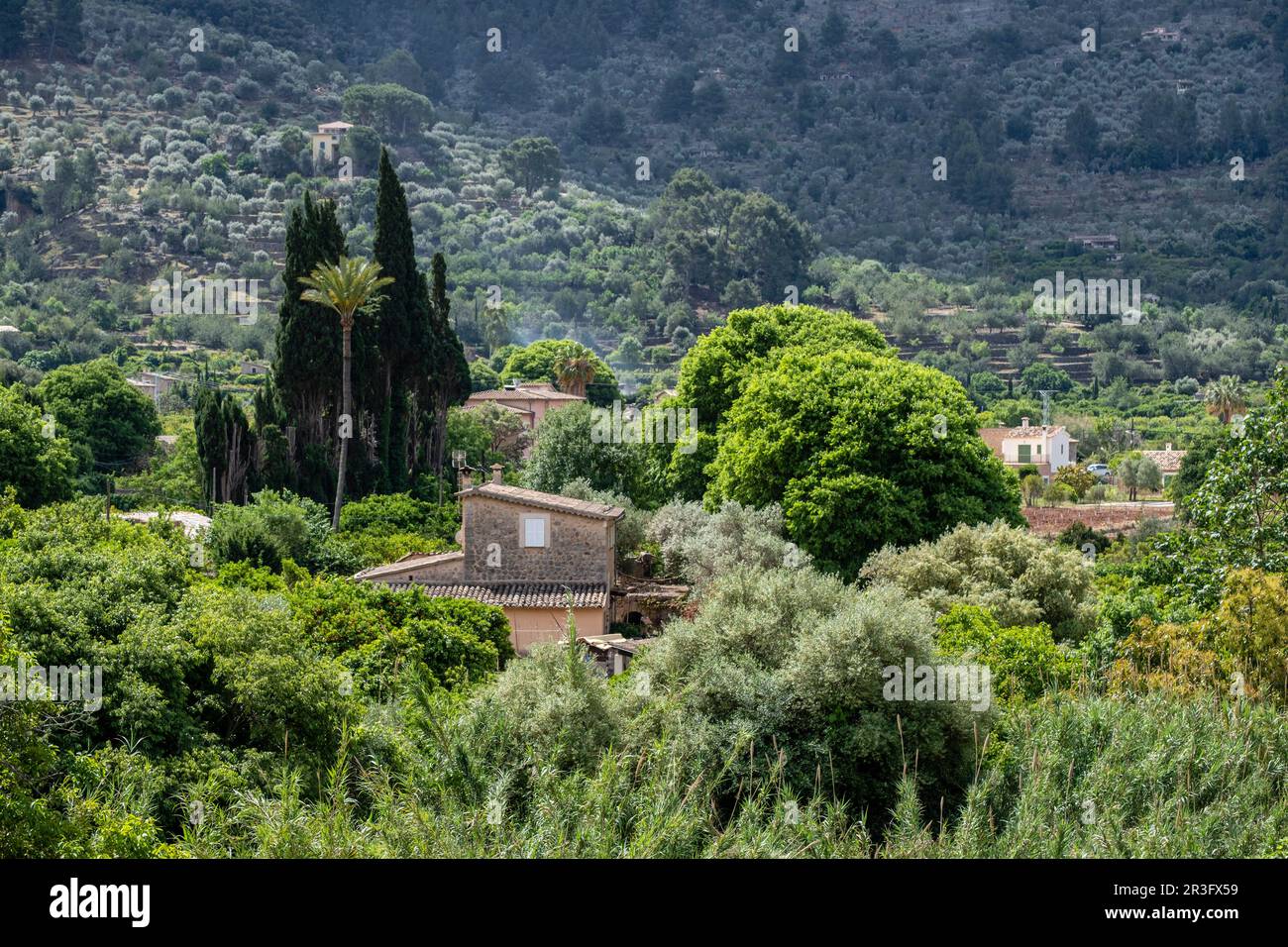 orchard of Biniaraix, Soller valley route, Mallorca, Balearic Islands ...