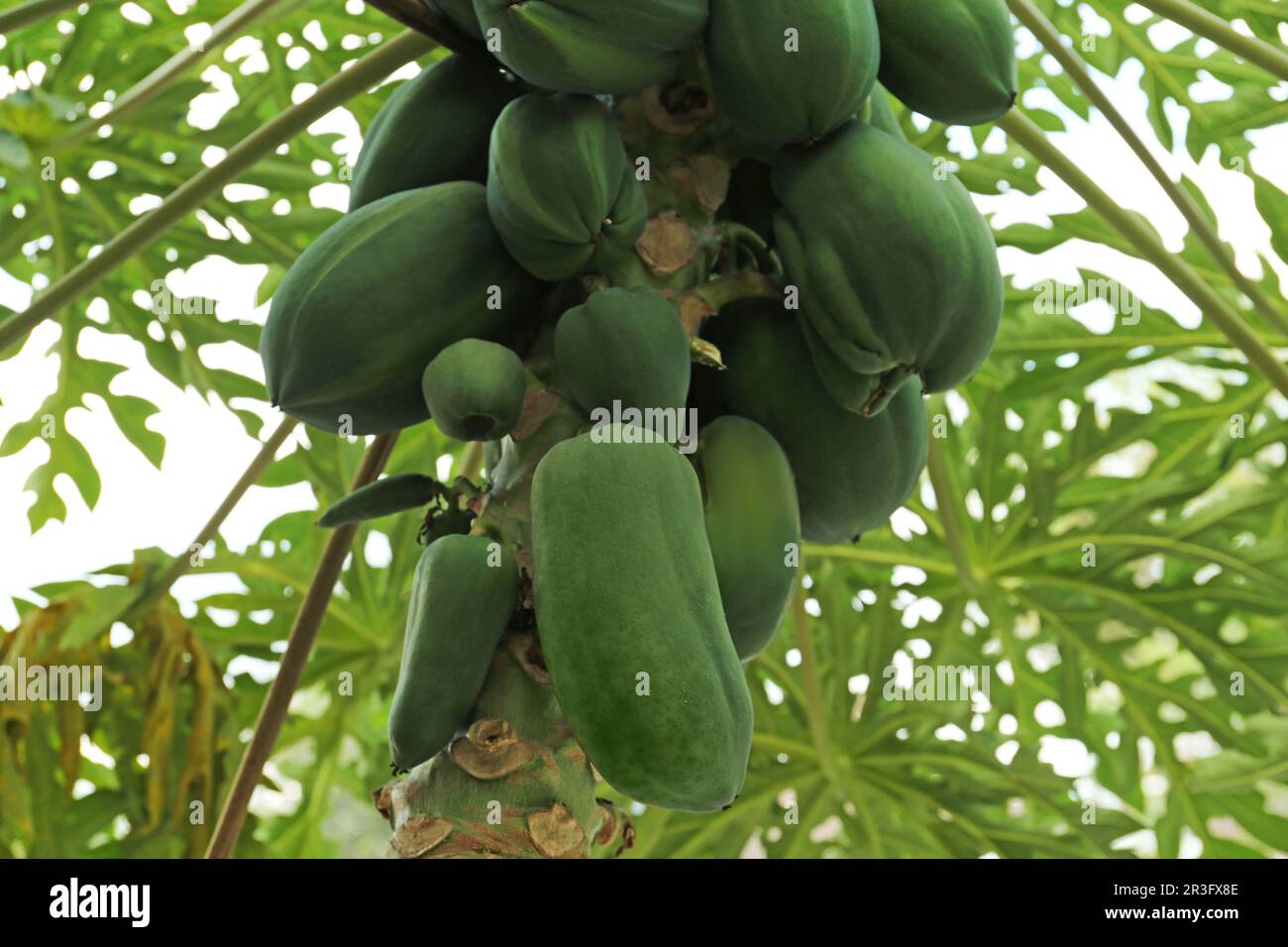 Ripening papaya fruits hi-res stock photography and images - Alamy