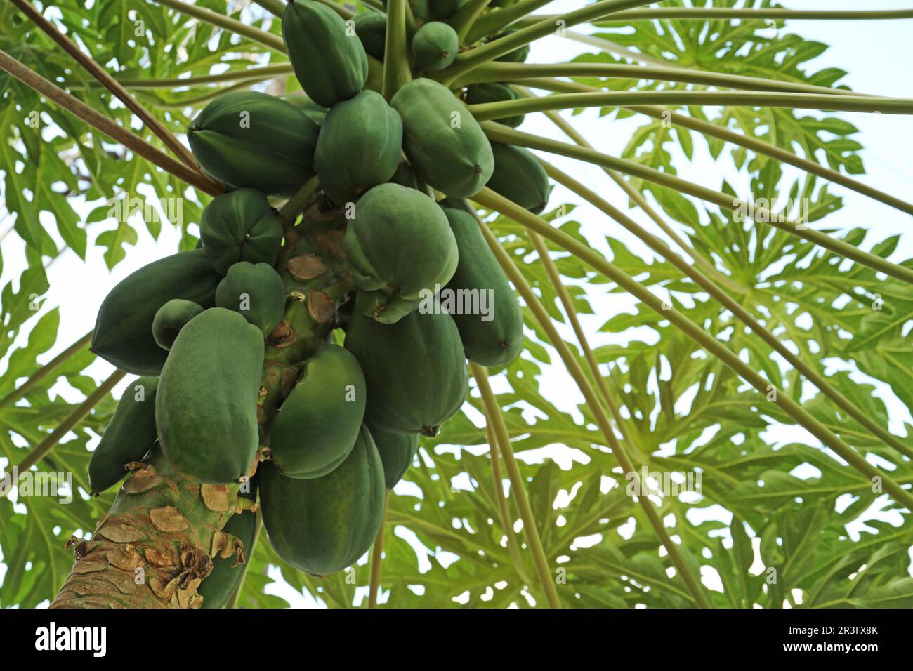 Papaya tree with ripening fruit hi-res stock photography and images - Alamy