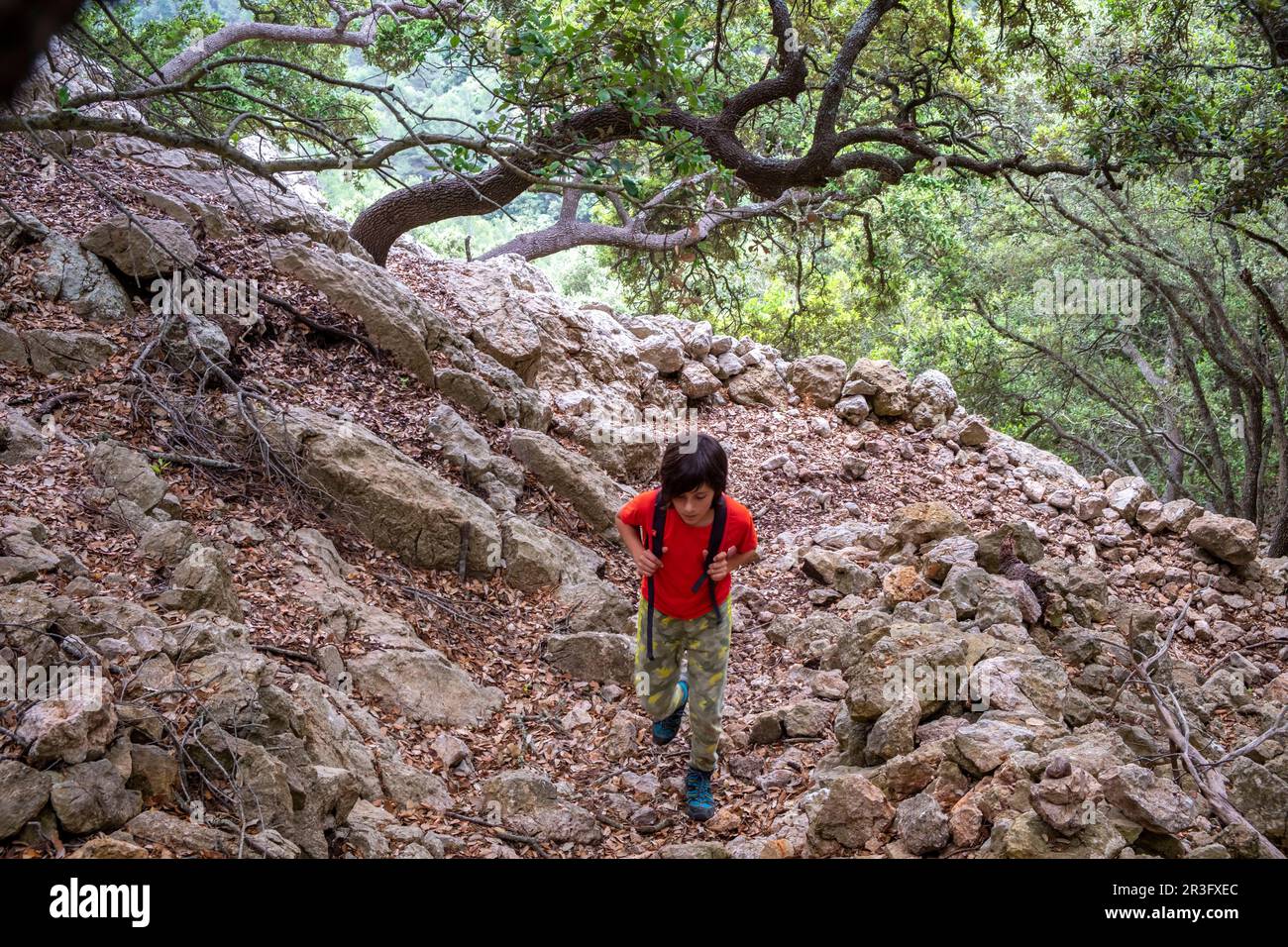 camino de Son Poquet al Coll Dets Asesl, Fita del Ram, Esporles, Paraje ...