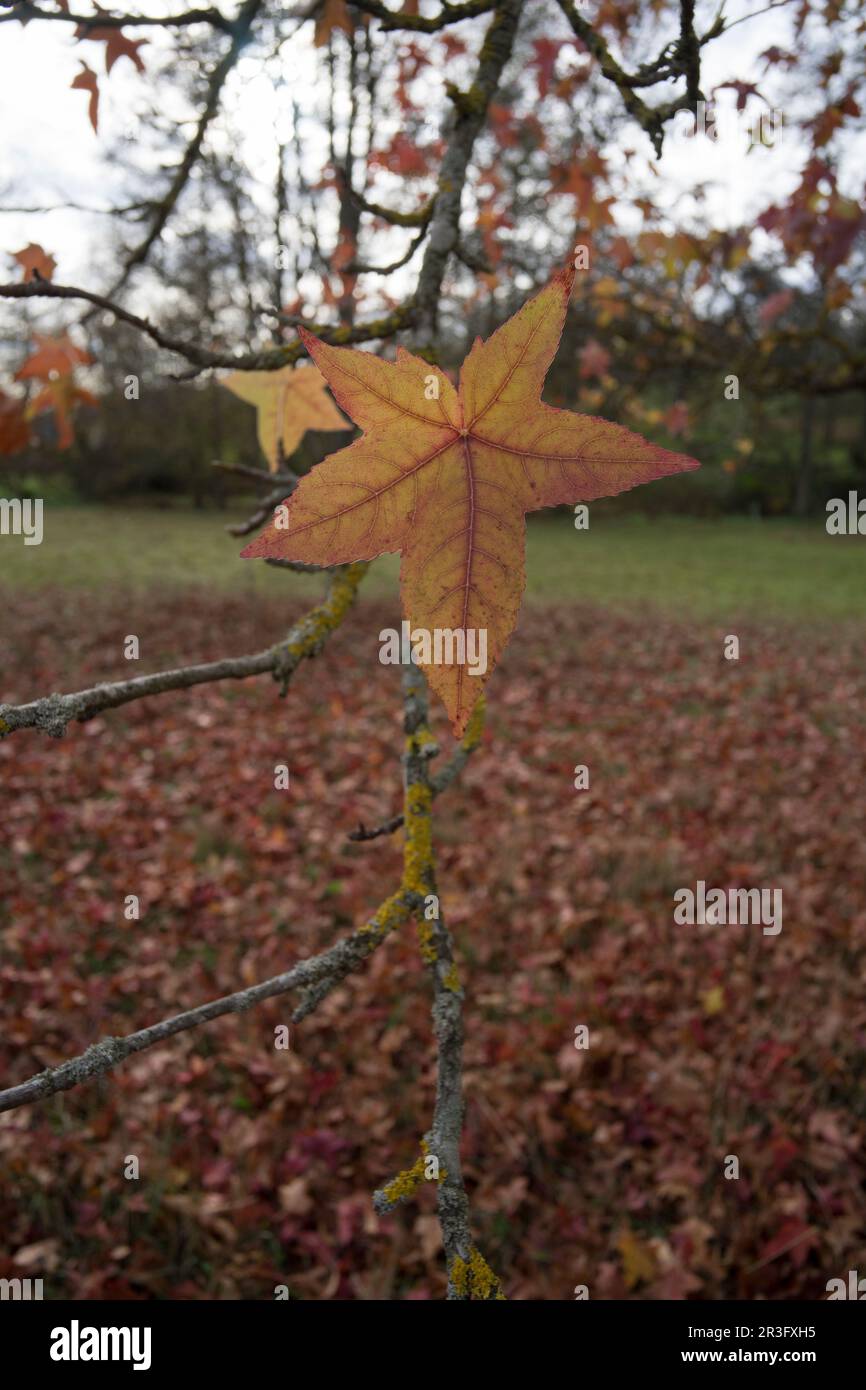 American Sweet Gum Stock Photo - Alamy
