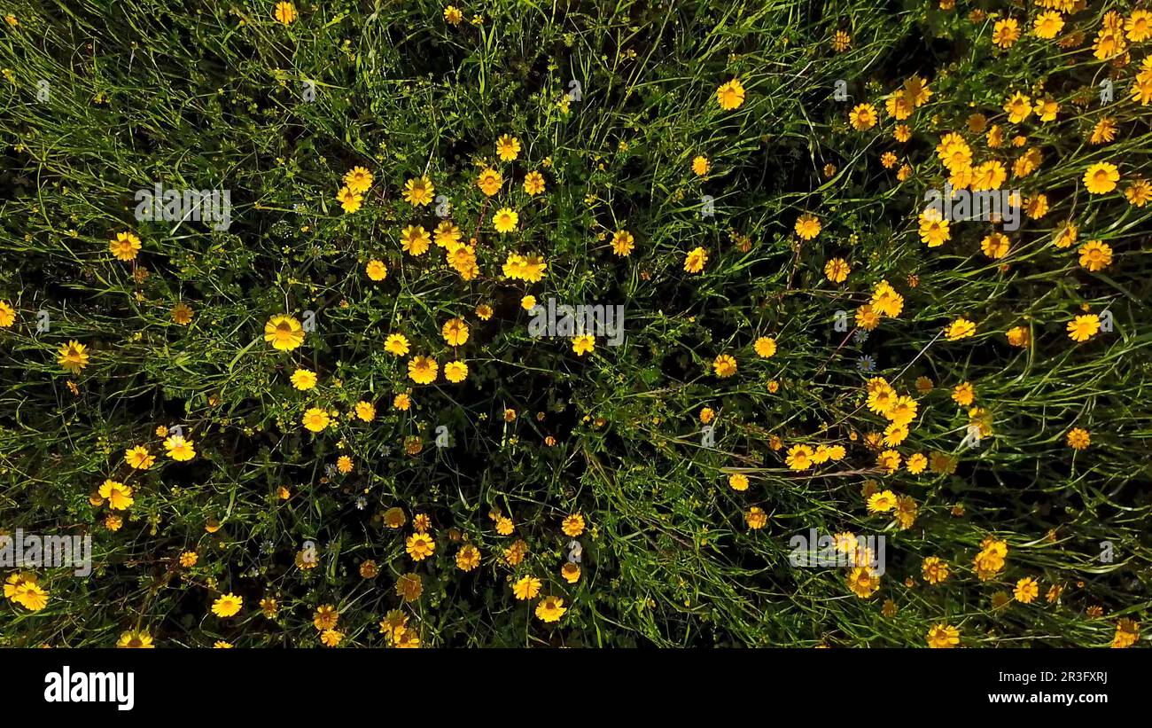 Drone footage flower field hi-res stock photography and images - Alamy