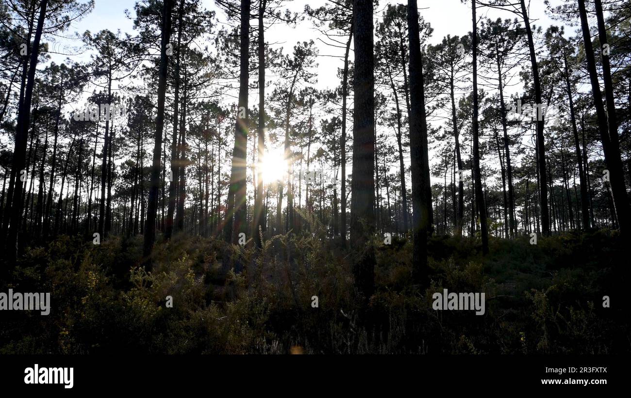 Eucalyptus trees in portugal hi-res stock photography and images - Alamy
