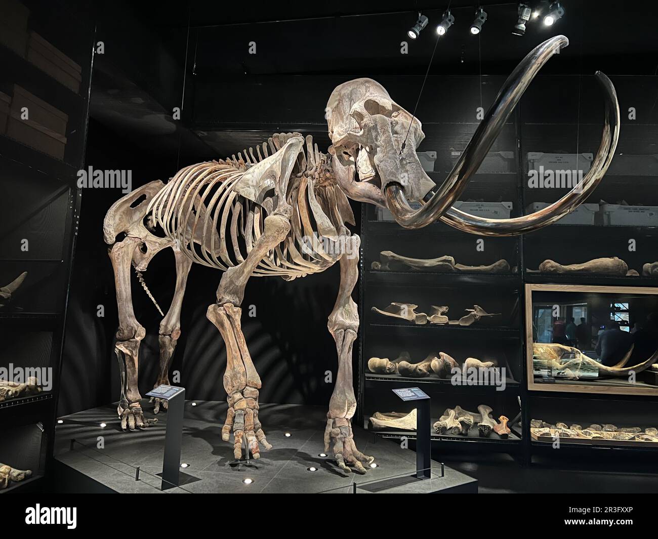 Leiden, Netherlands - June 18, 2022: Life size skeleton of Mammoth in Naturalis Biodiversity ...