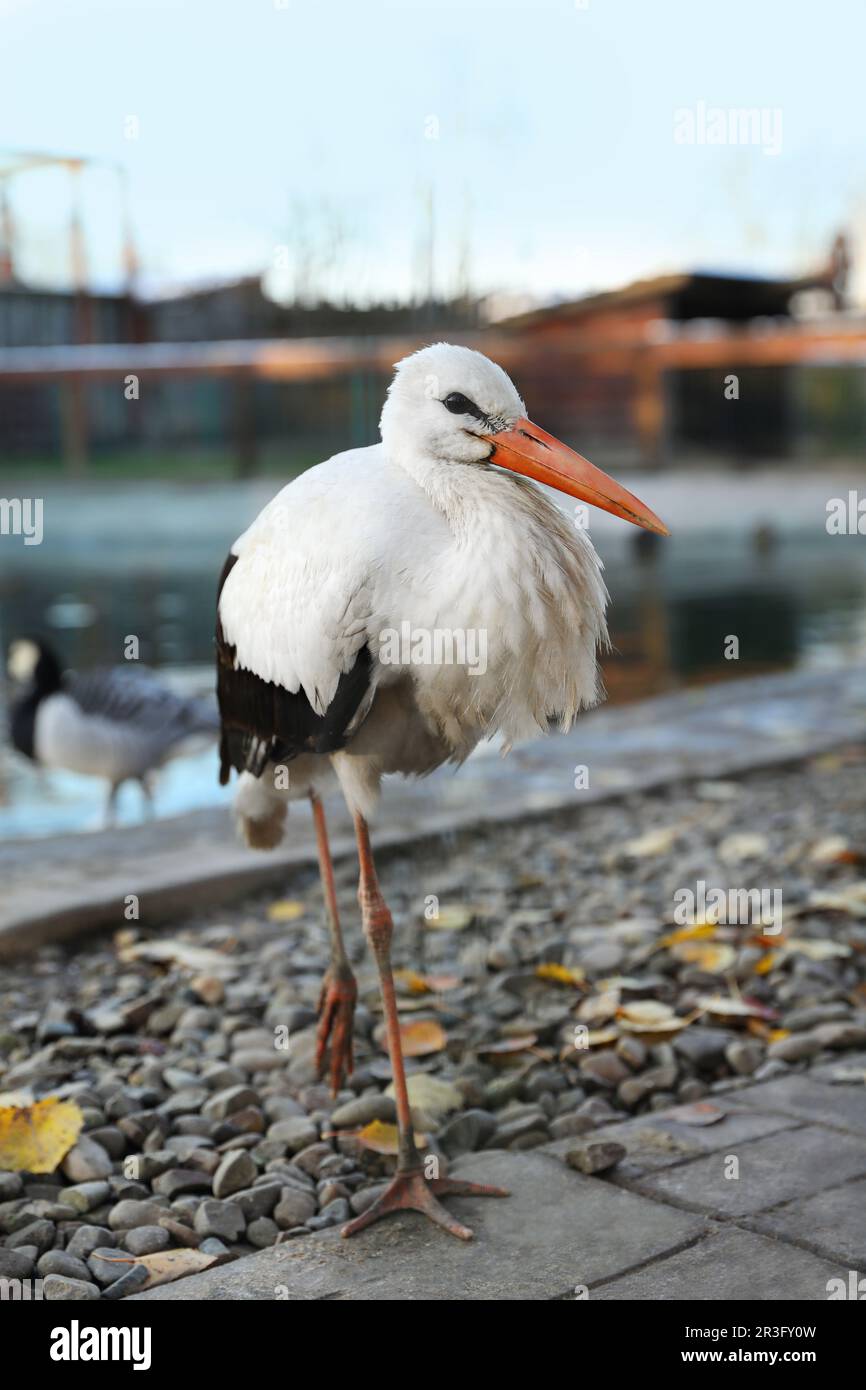 Beautiful white stork inside of aviary in zoo Stock Photo - Alamy