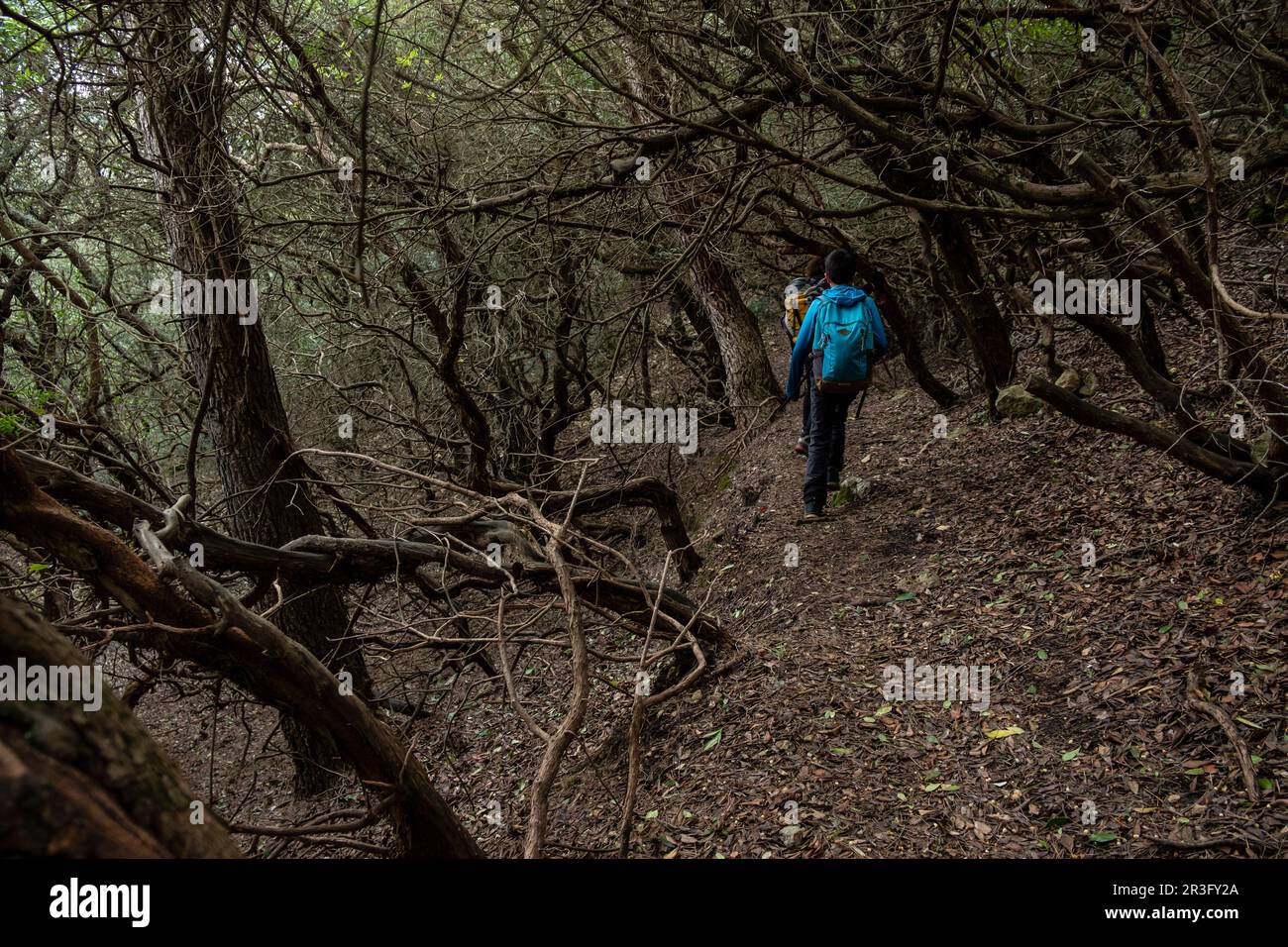 trekking through a forest of strawberry trees, Arbutus unedo, Mallorca ...