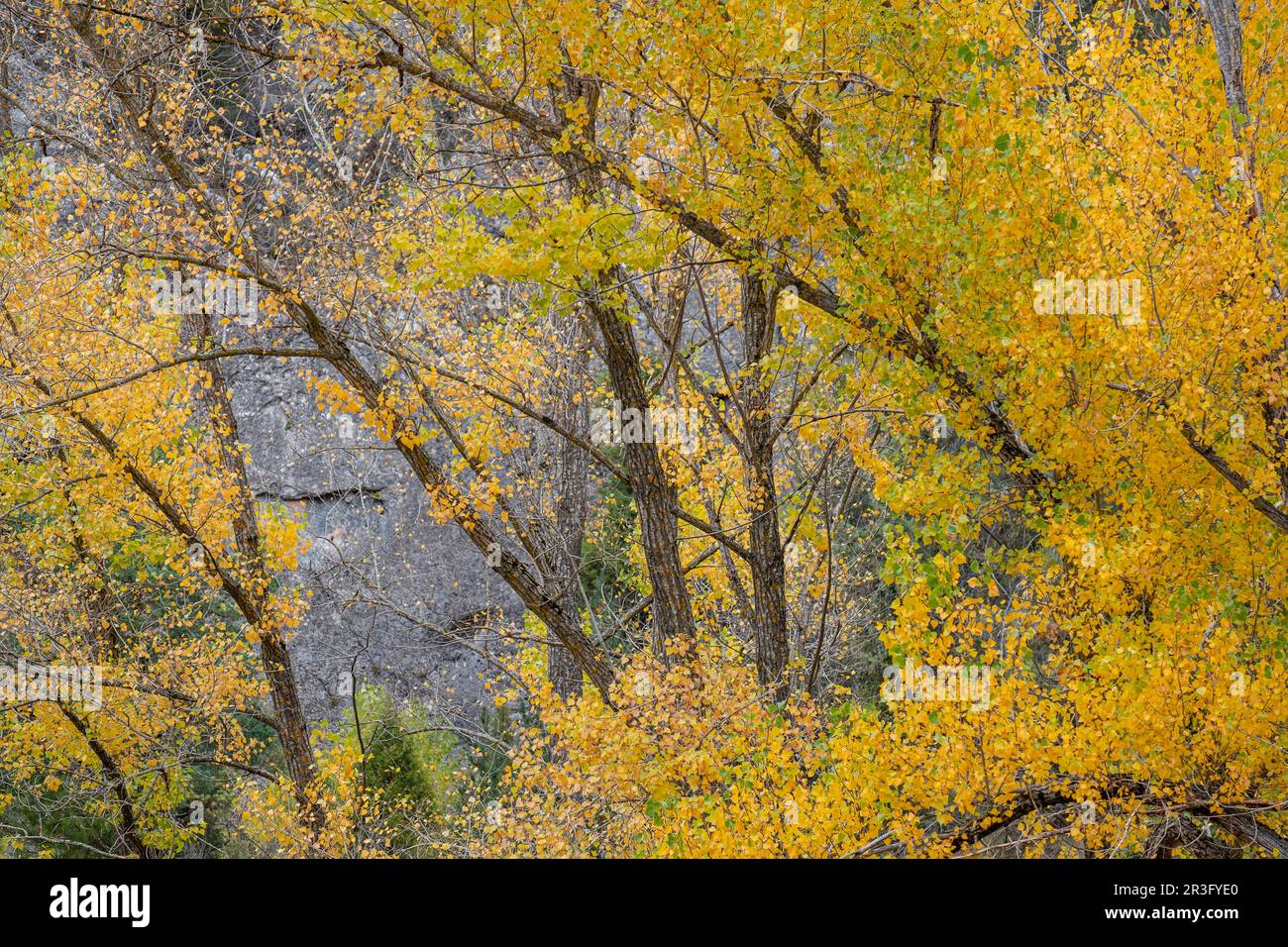 Yecla gorge, Santo Domingo de Silos, Burgos province, Spain Stock Photo ...