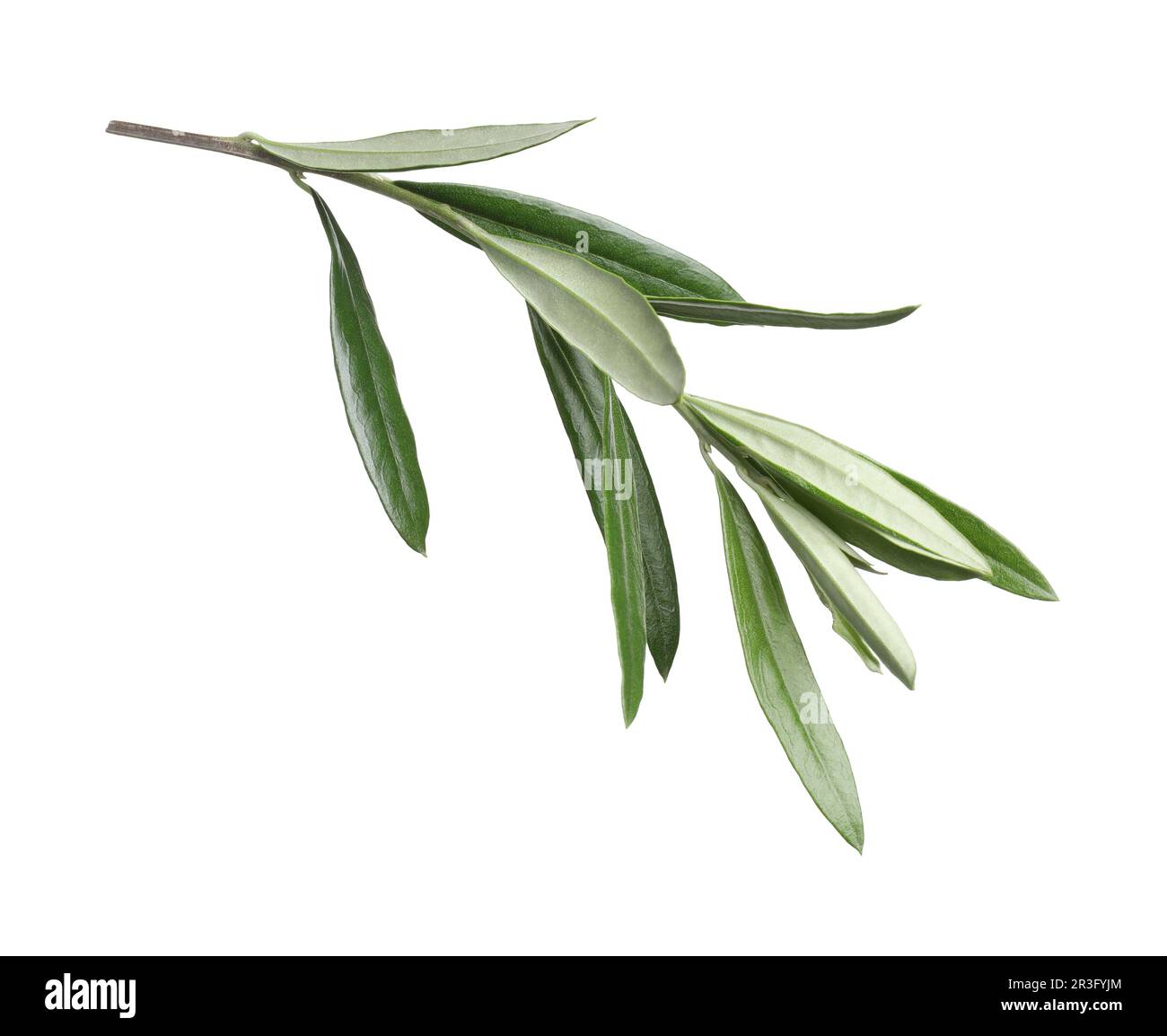 Olive twig with fresh green leaves on white background Stock Photo - Alamy
