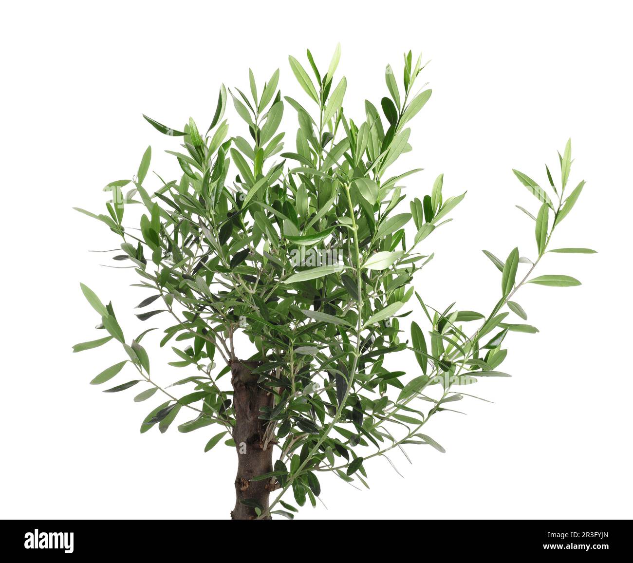 Beautiful young olive tree hi-res stock photography and images - Alamy