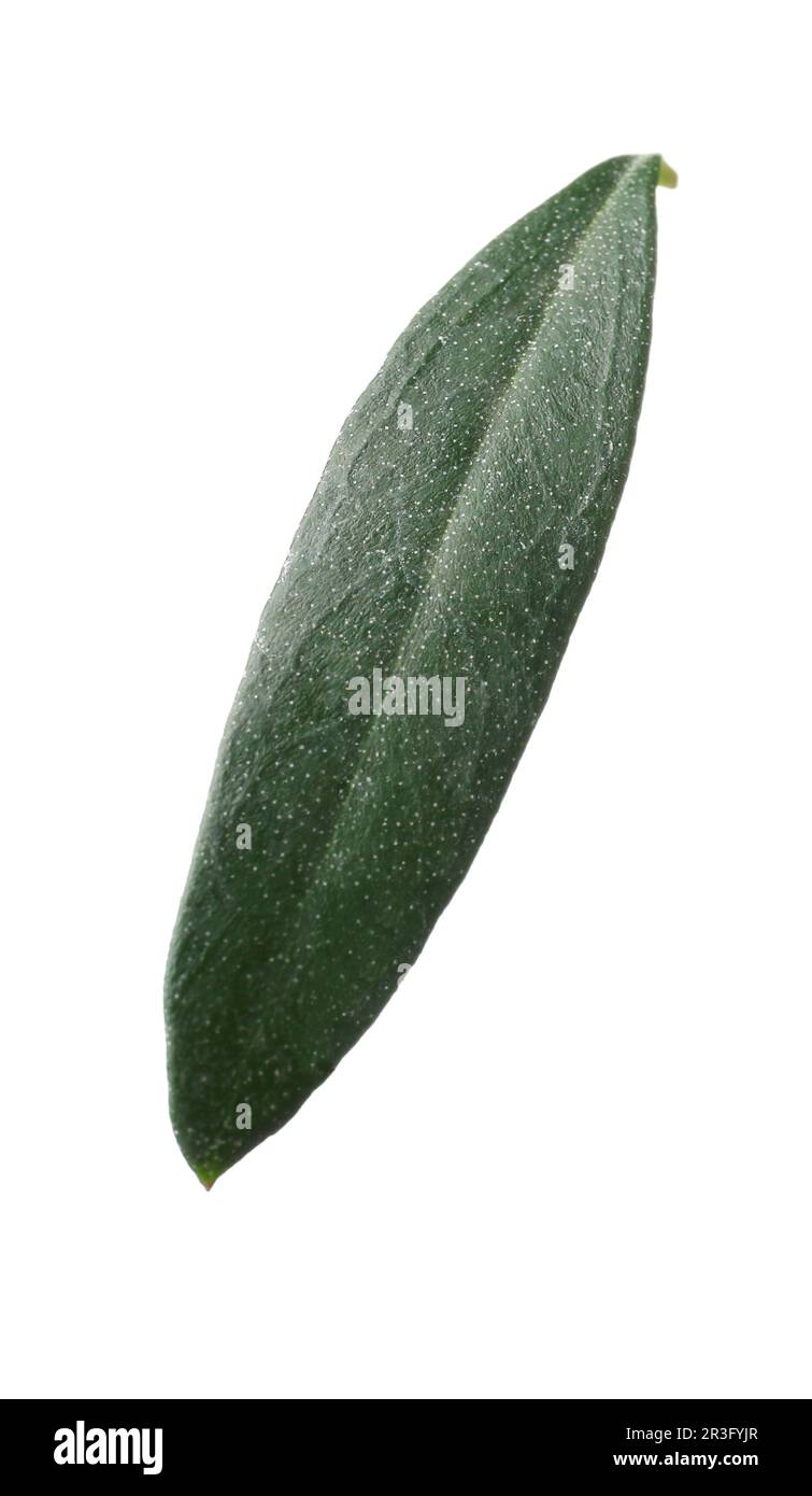 Fresh green olive leaf isolated on white Stock Photo - Alamy