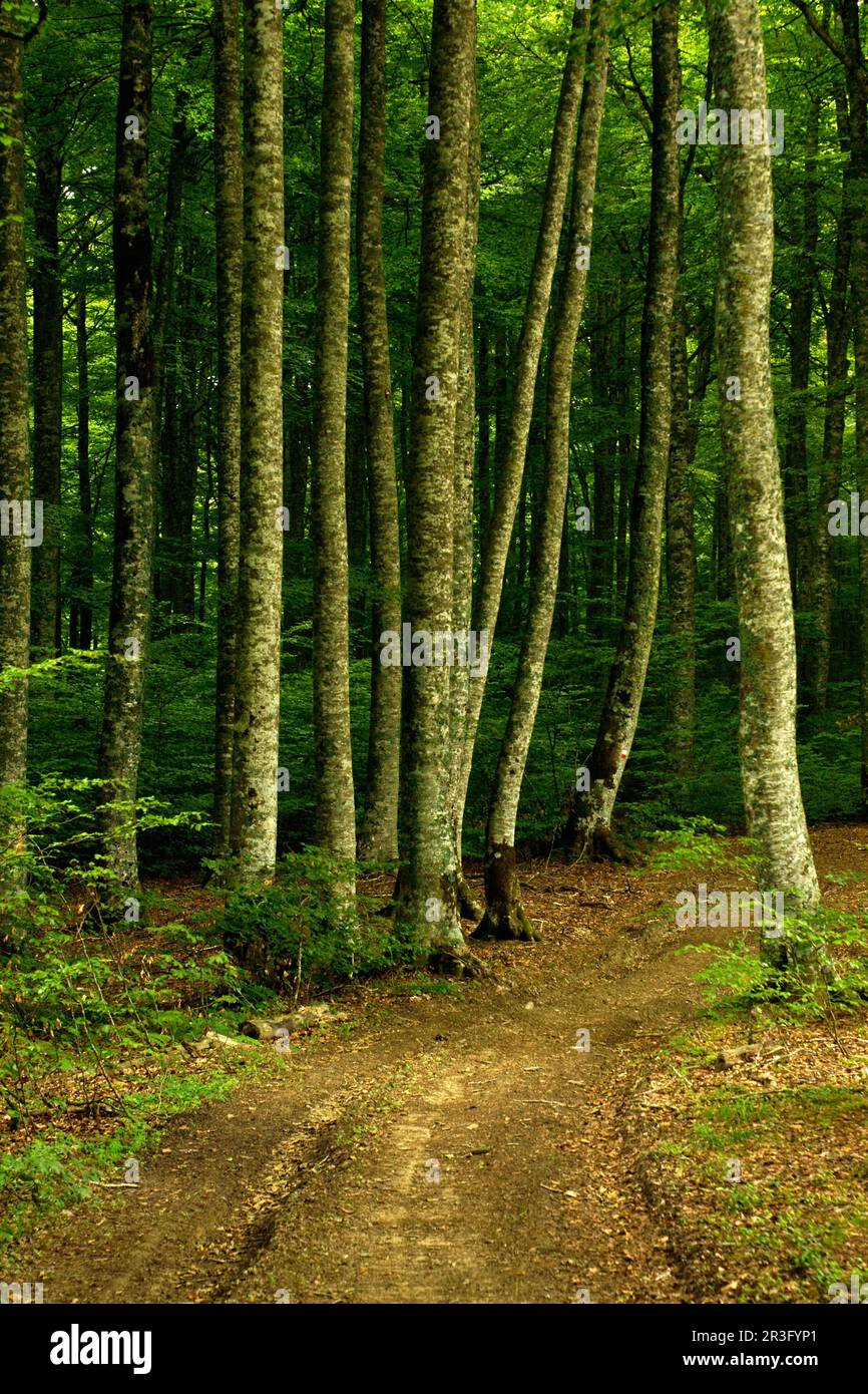 Haya (fagus sylvatica). Bosque de Oiarburu. Auritz. Gran recorrido 11 ...
