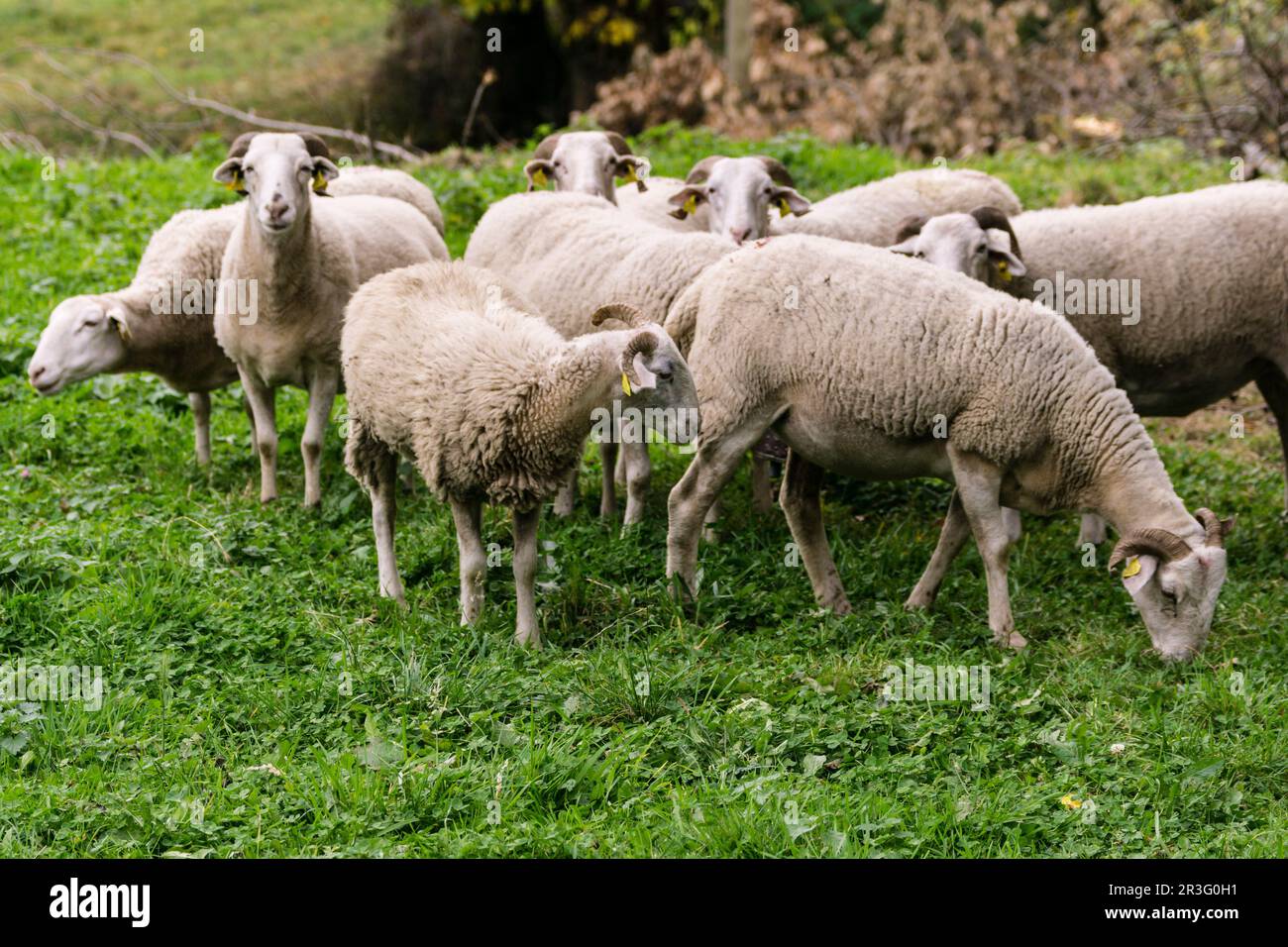 Cordillera de ovejas hi-res stock photography and images - Alamy