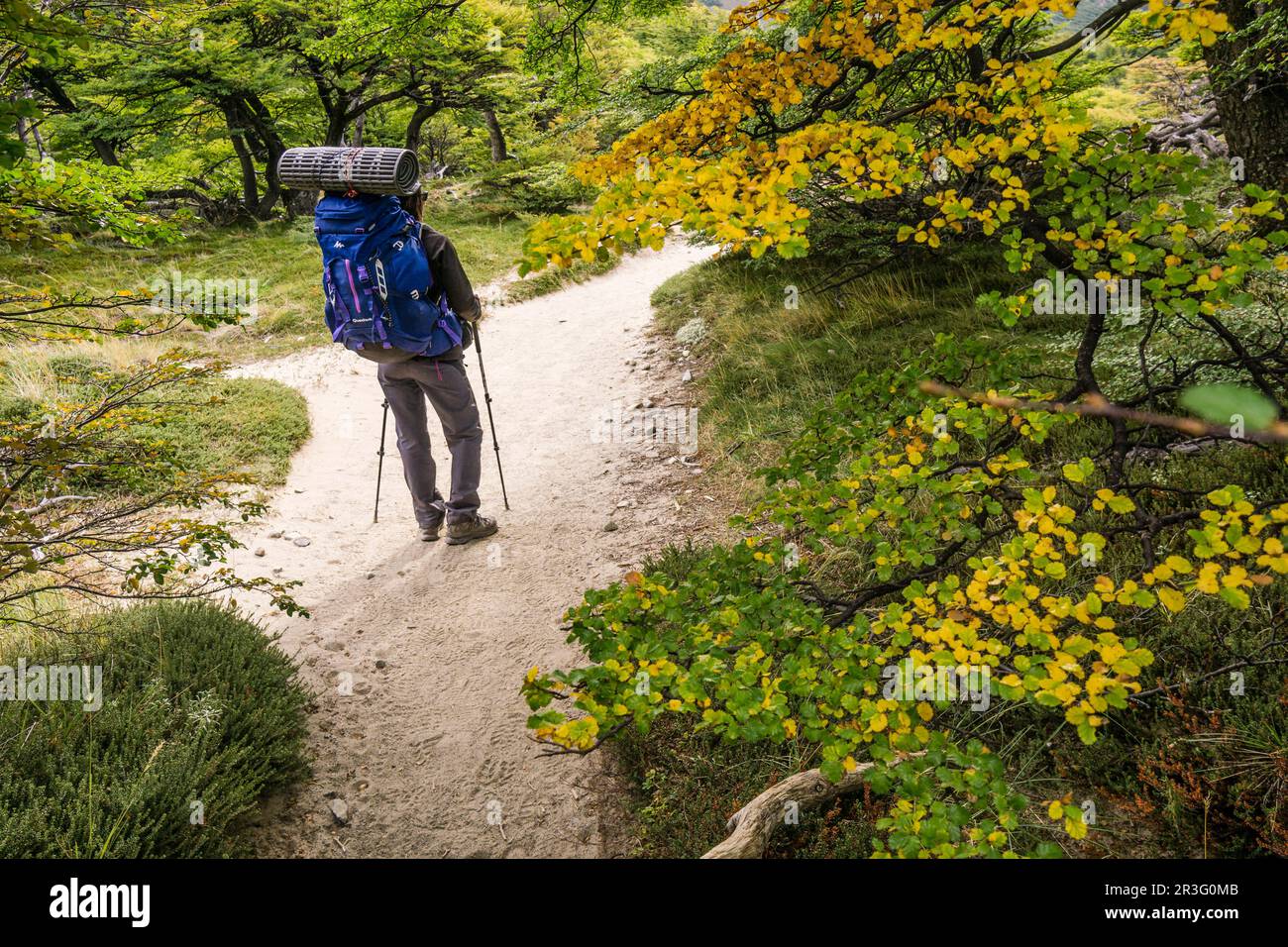 bosque de hayas australes, -Lenga-, Nothofagus pumilio, El Chalten ...