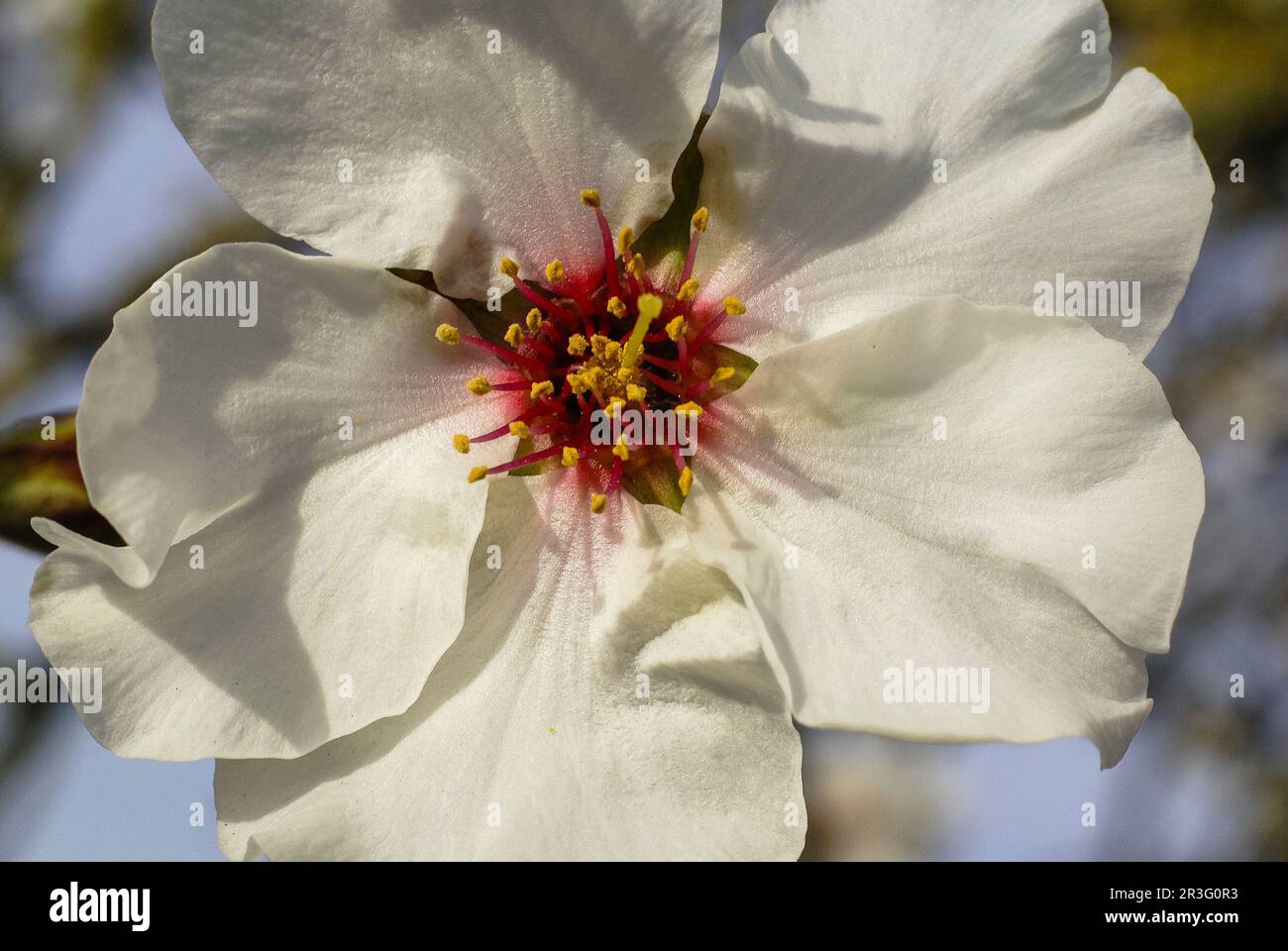 Campos flores hi-res stock photography and images - Alamy