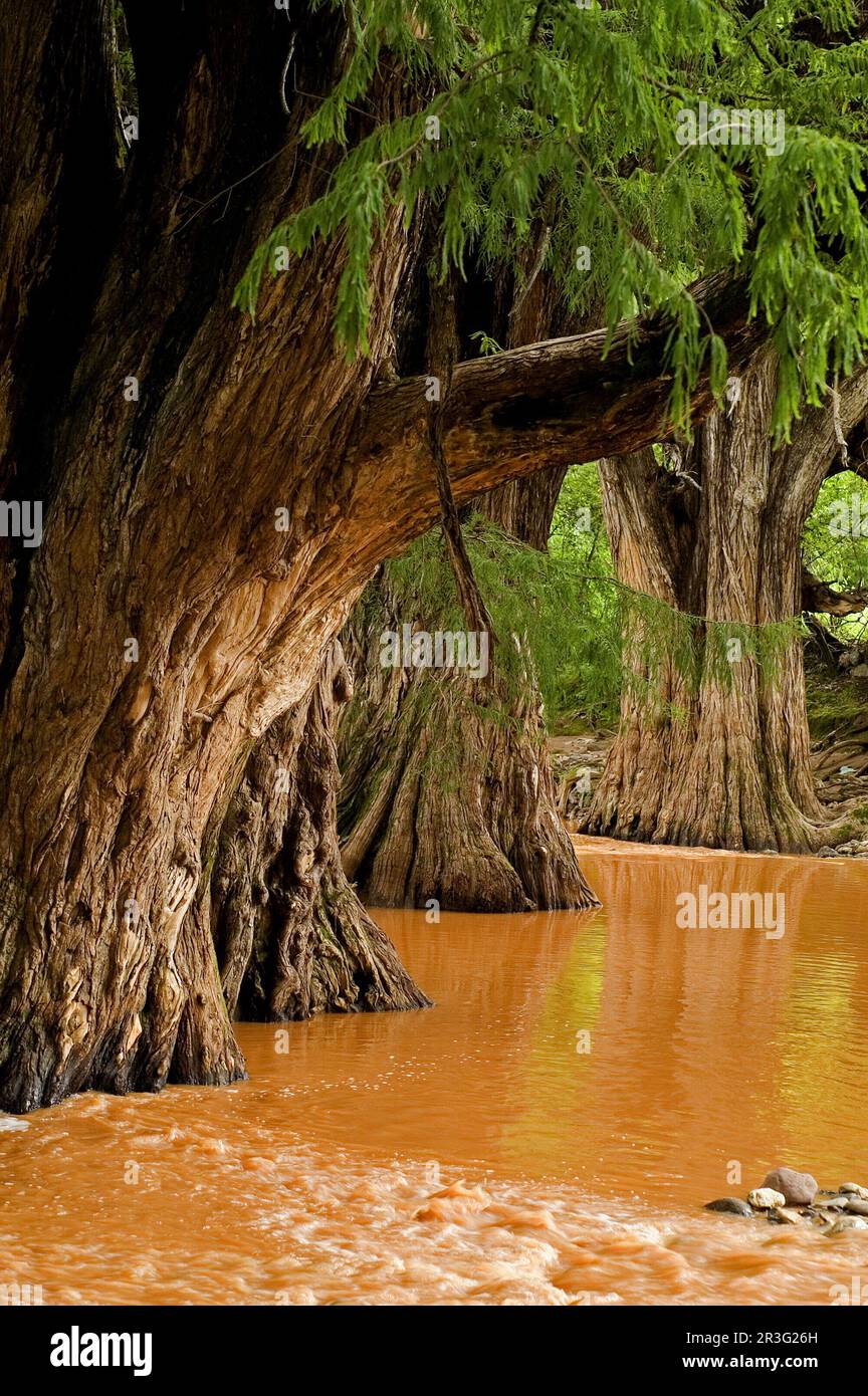 Ahuehuetes junto a un rio.Mixteca. Estado de Oaxaca .México Stock Photo ...