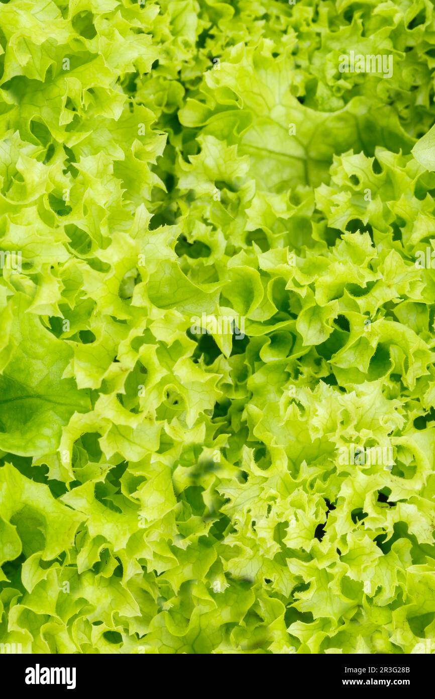 Healthy diet with vegetable hi-res stock photography and images - Alamy