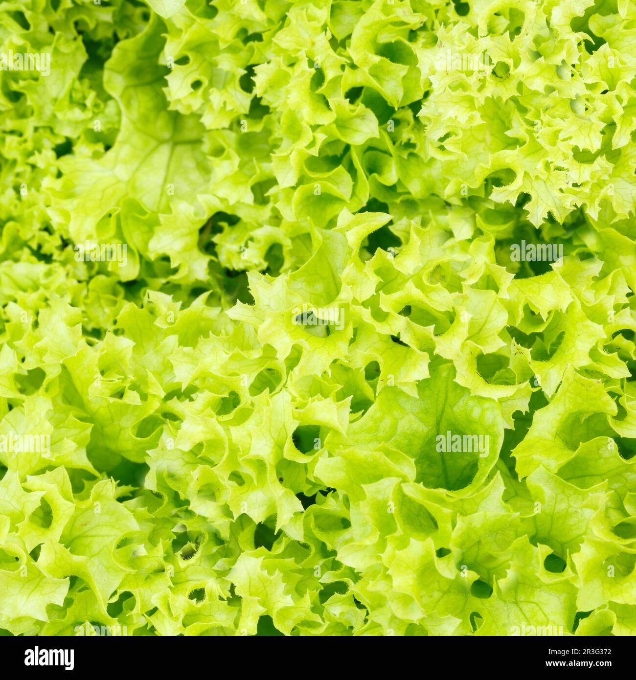 Endive lettuce endive vegetable background from top healthy food square ...