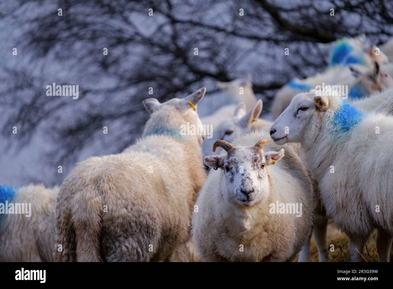 Isla de skye hi-res stock photography and images - Alamy