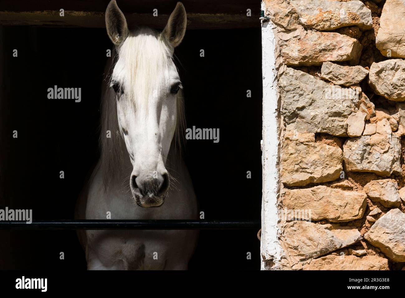 caballo blanco en su corral, Sa granja, municipio de Esporlas,Mallorca ...
