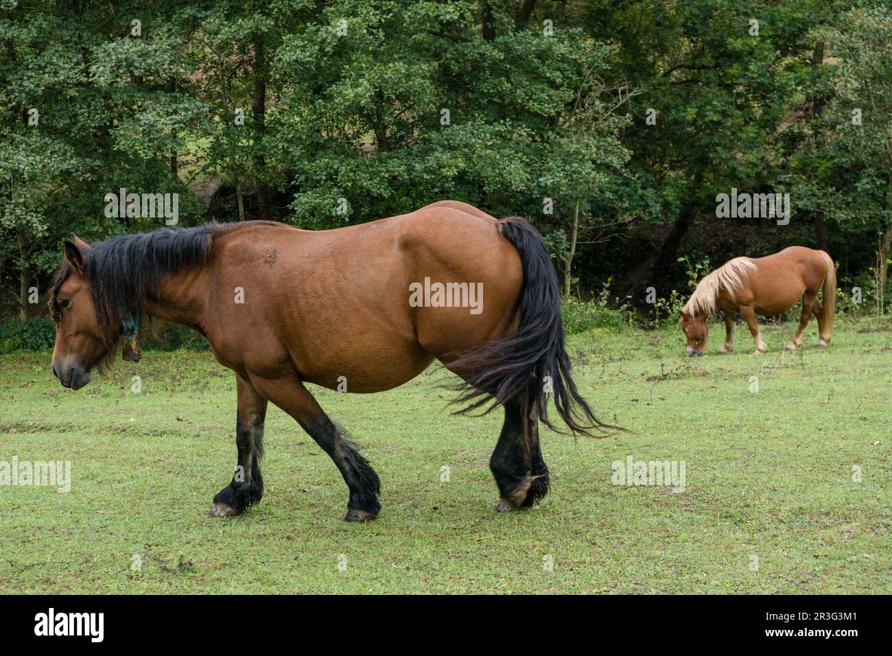 Caballos pastando hi-res stock photography and images - Alamy