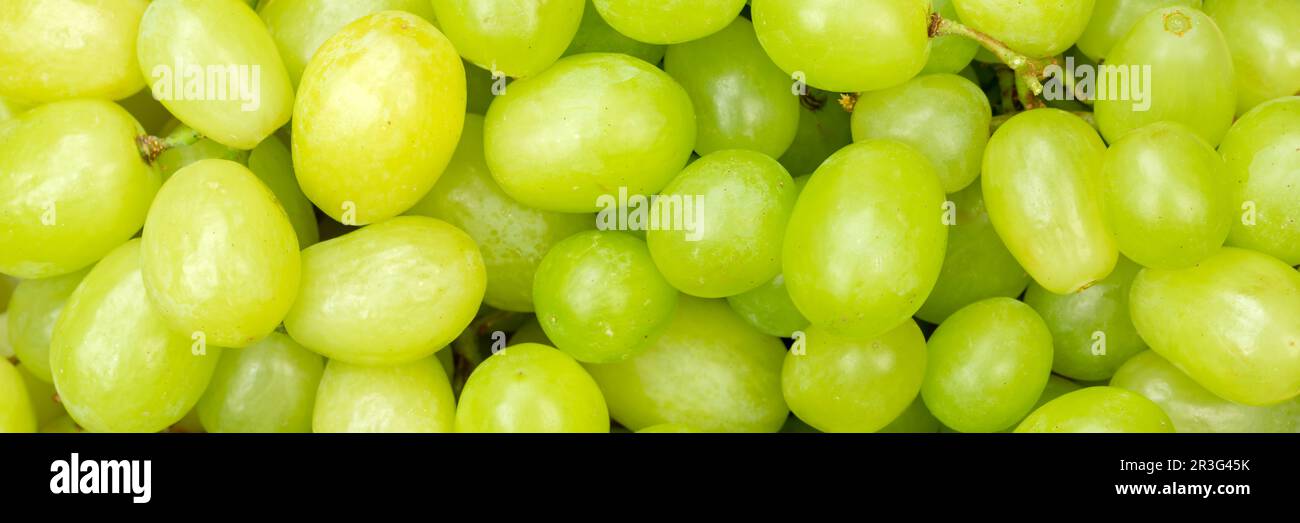 Green grapes grapes grape fruit background from above panorama Stock ...