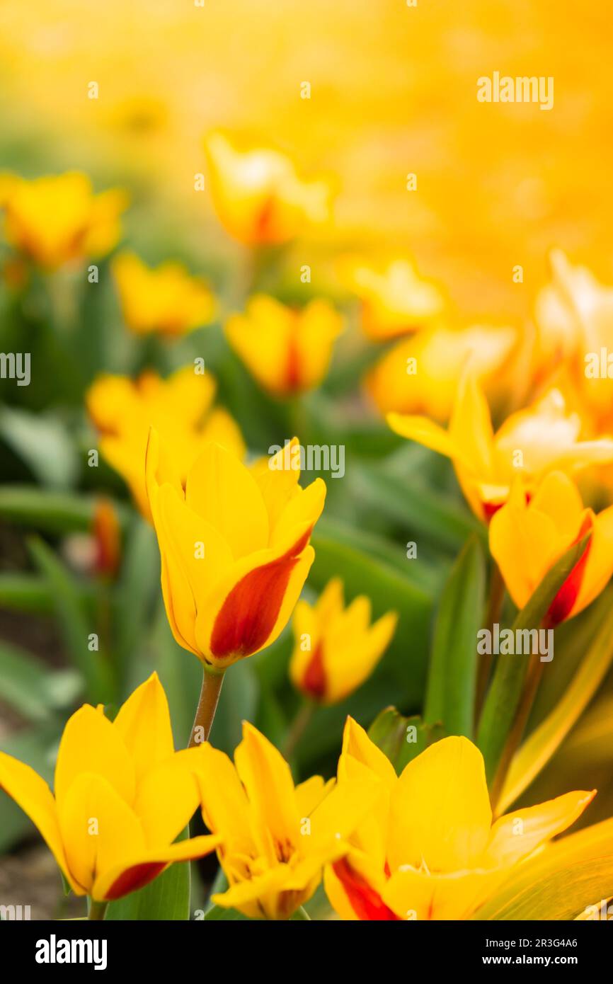 Flowerbed of beautiful red-yellow picturesque tulips on green lawn ...