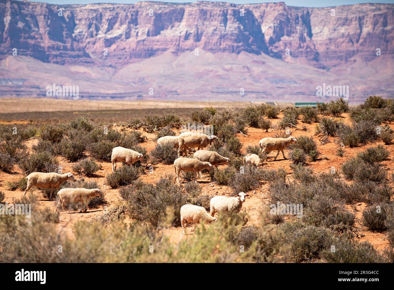 Farming in desert. Sheeps and lamb wool in Arizona. Desert Valley ...