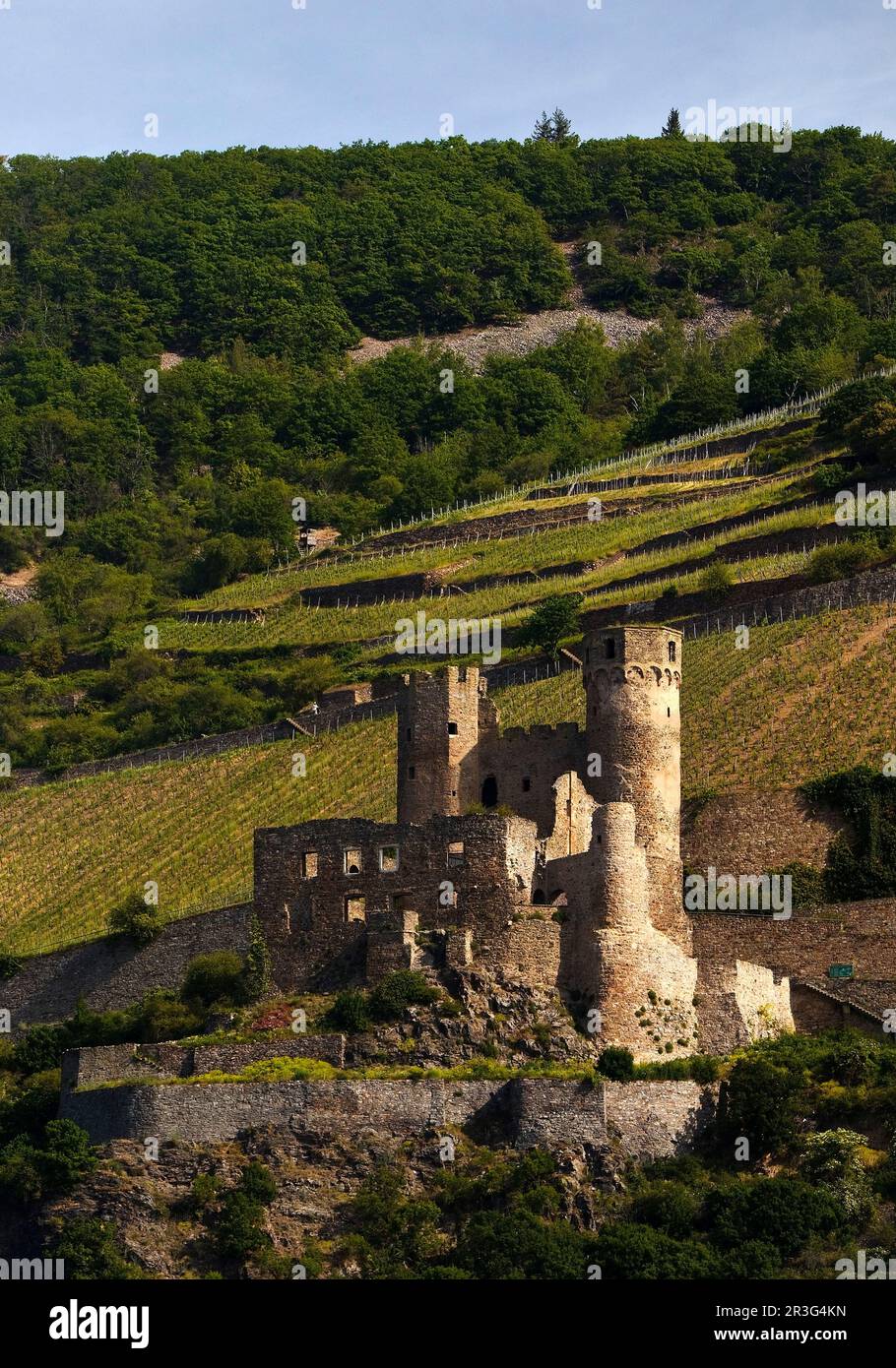 Ehrenfels Castle, Ruedesheim am Rhein, Upper Middle Rhine Valley ...