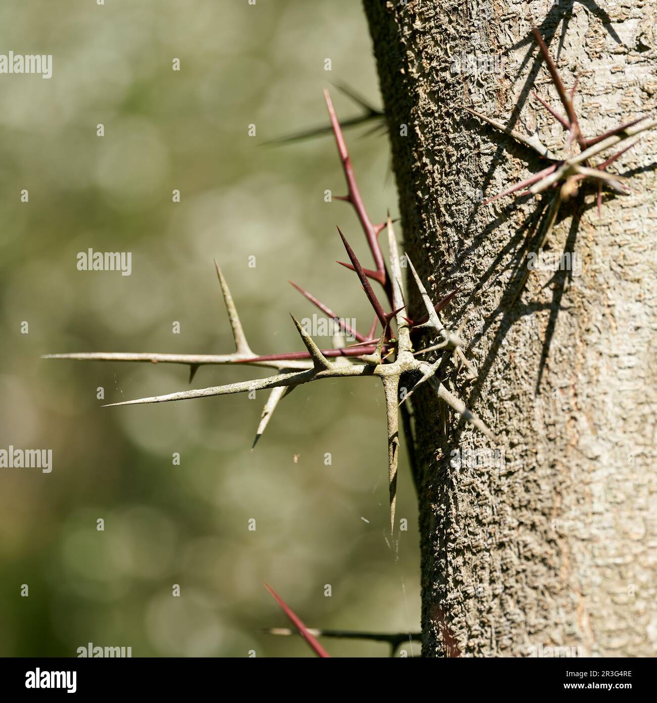 Locust Thorn Treatment