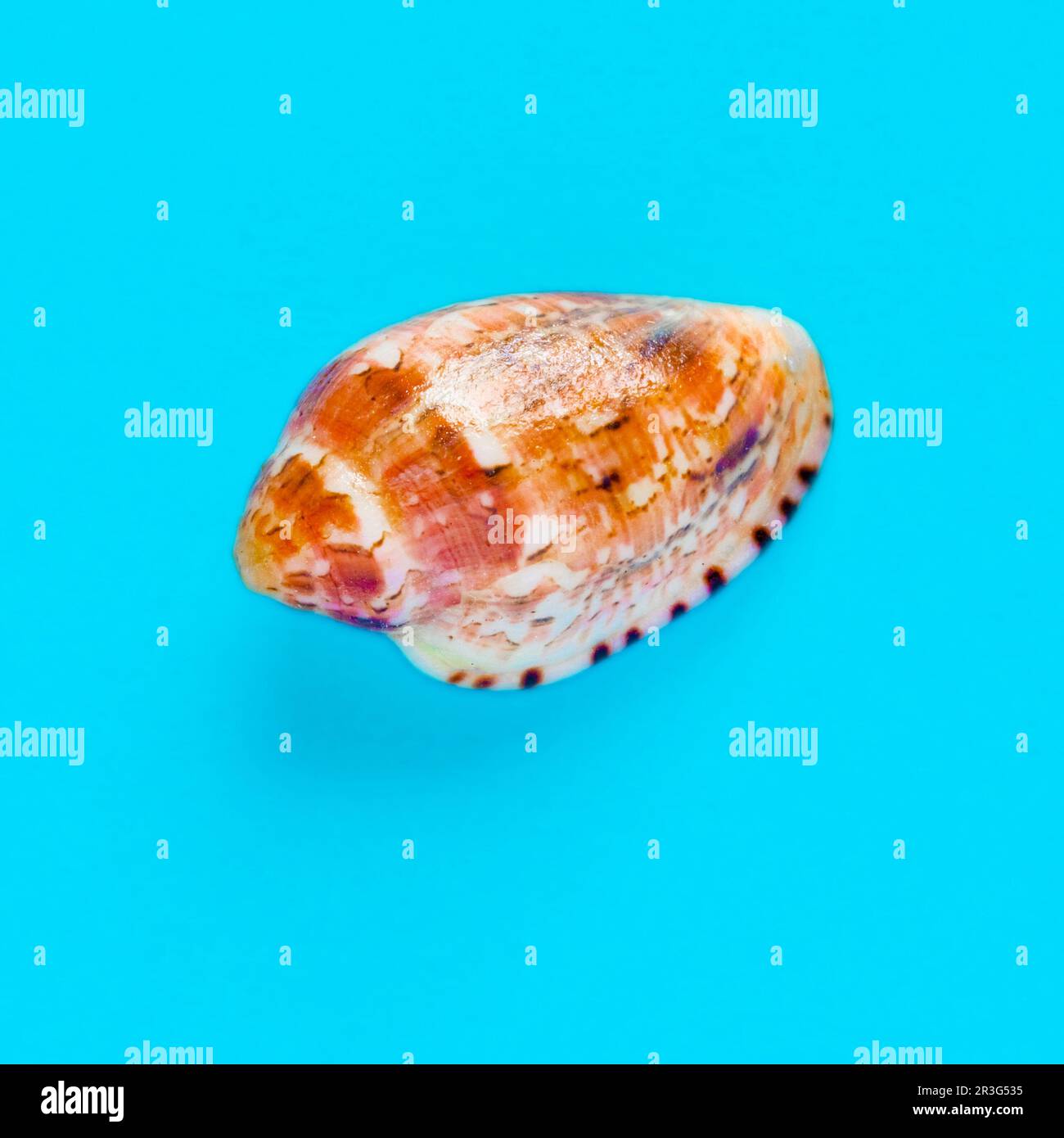 Flat Lay isolated image of a coastal seashell on a blue background ...