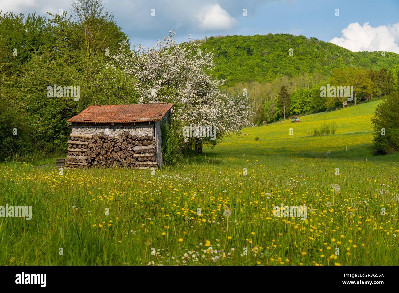 Rural meadows yellow flowers hi-res stock photography and images - Alamy