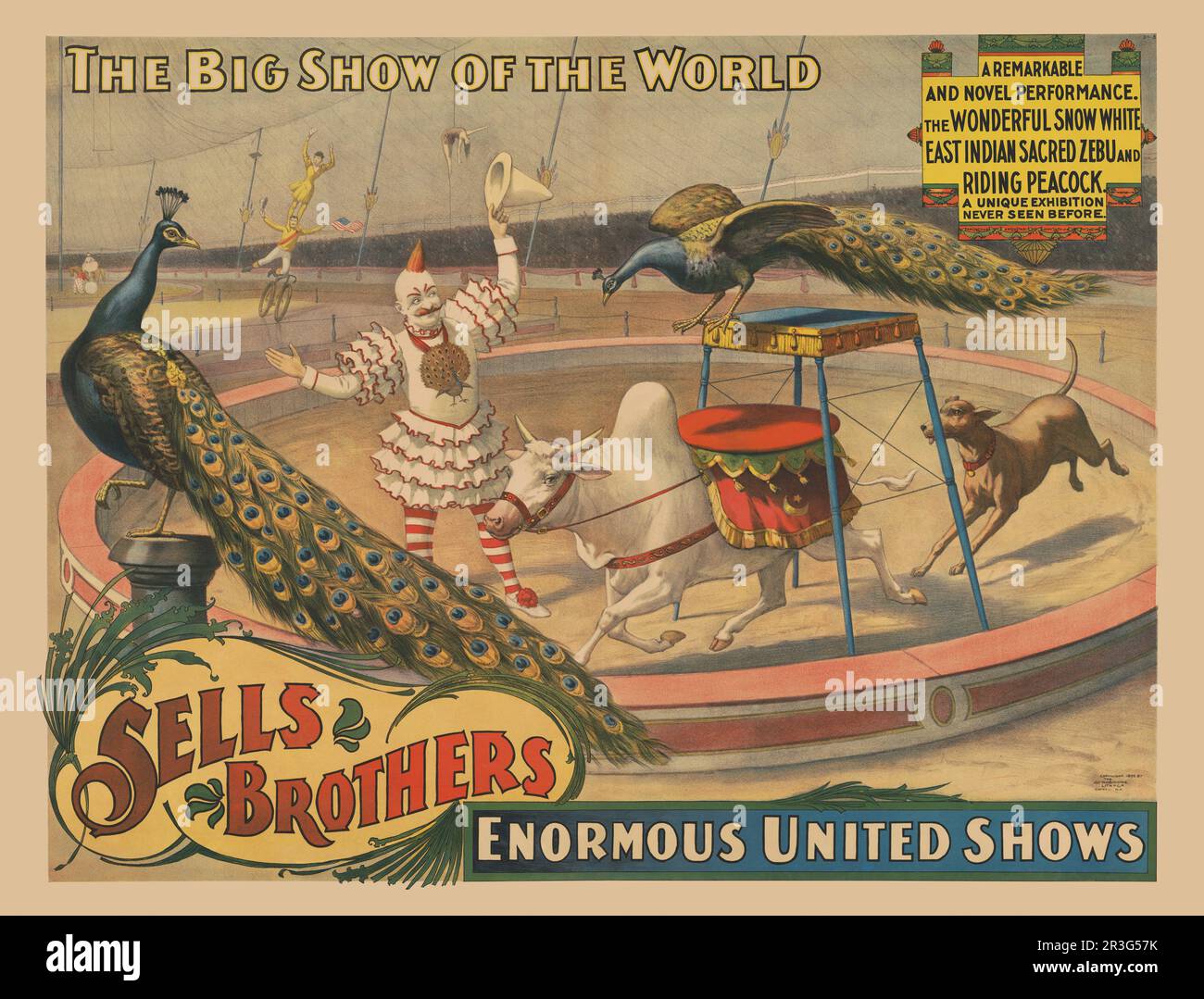 Circus poster showing a performing zebu and peacock with clown trainer ...