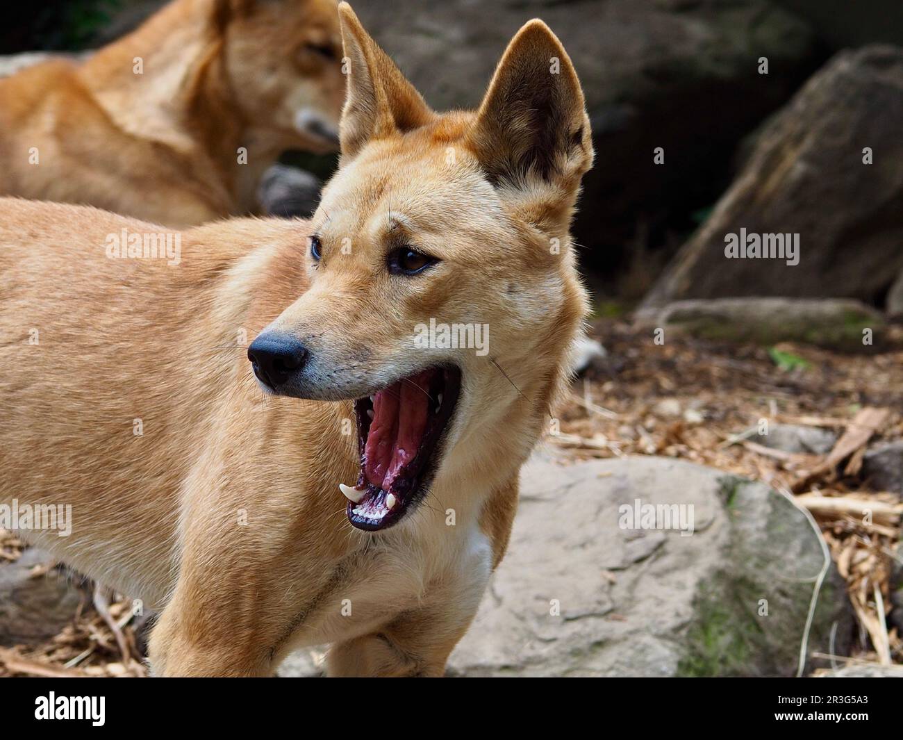 Marvellous elegant Dingo displaying his powerful jaw and sharp teeth ...
