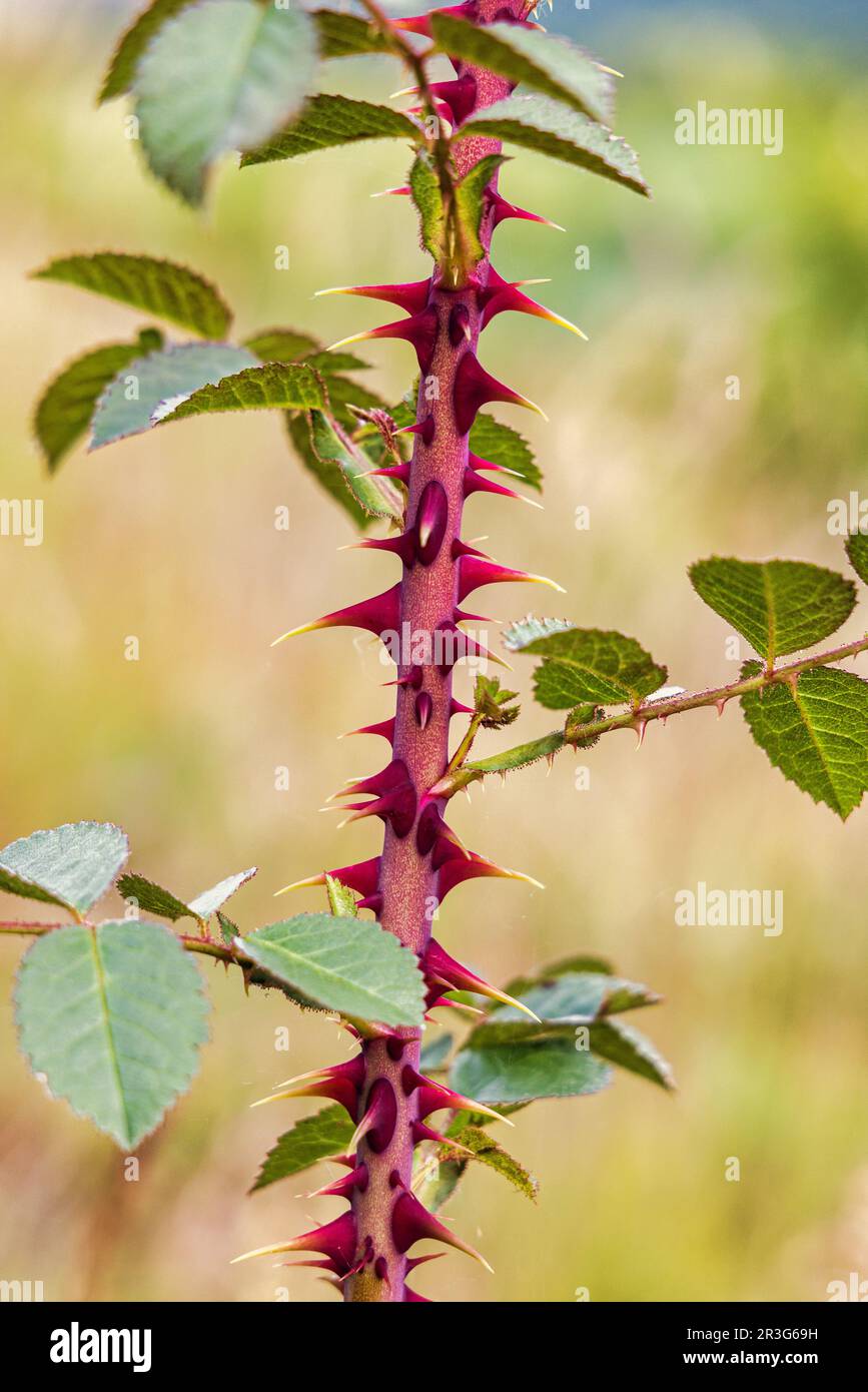 Rose Bush With Thorns