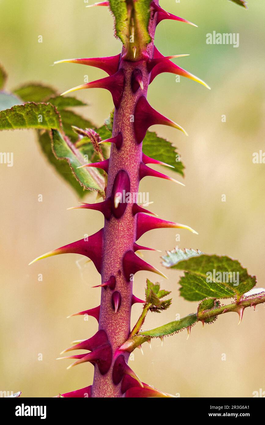 Wild rose stem with big thorns Stock Photo - Alamy