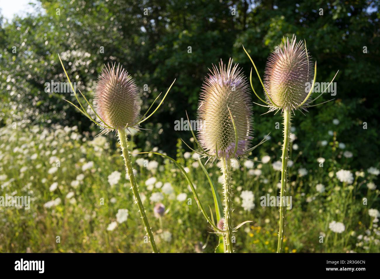 Full blooming flower hi-res stock photography and images - Alamy