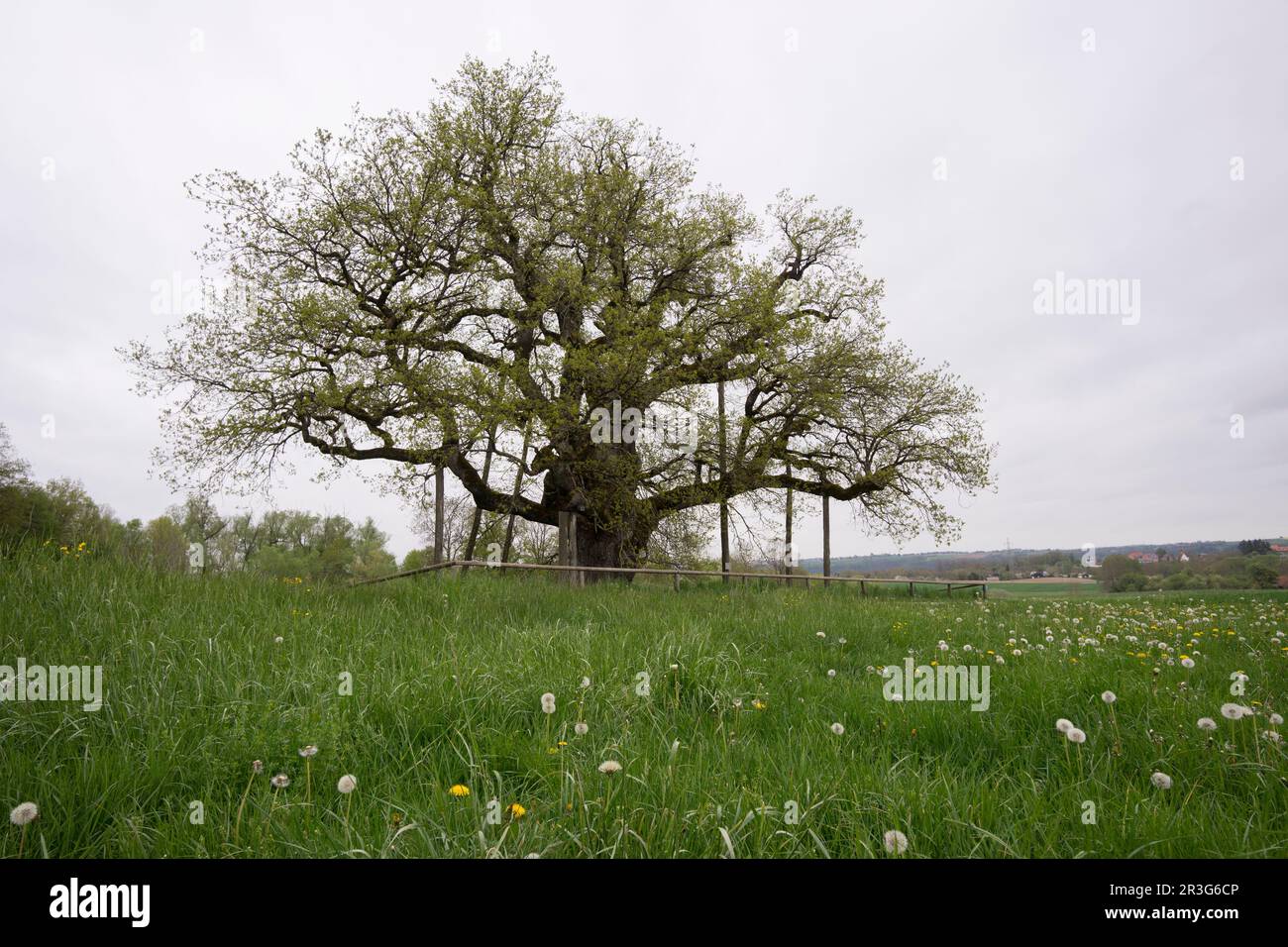 Oak tree - natural monument Stock Photo - Alamy