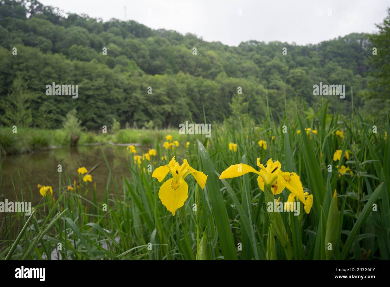 Blooming yellow iris hi-res stock photography and images - Alamy