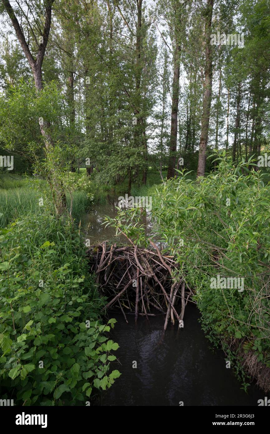 Beaver dam hi-res stock photography and images - Alamy