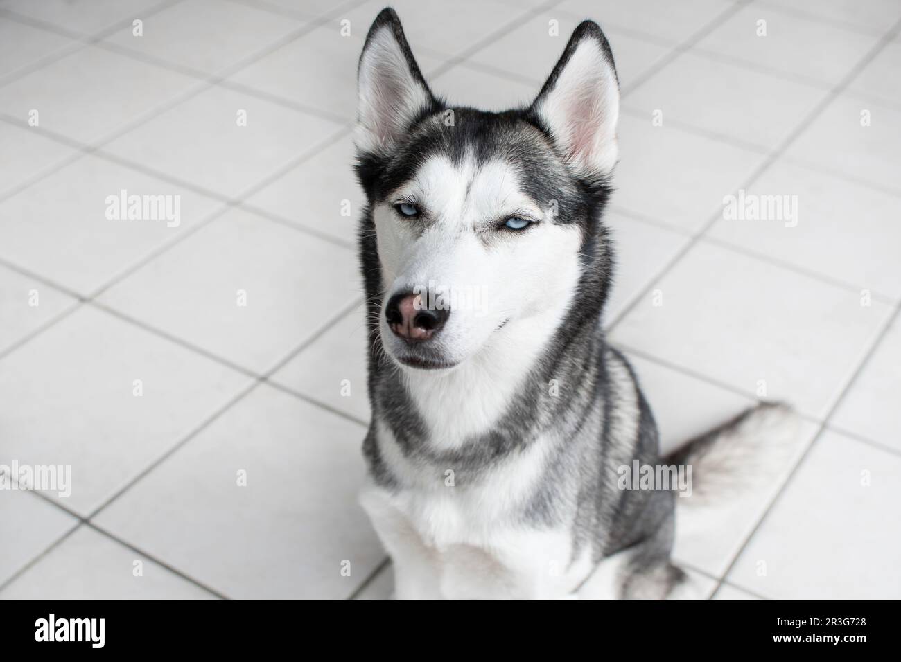 Funny face expression of a dog. Siberian Husky portrait Stock Photo - Alamy