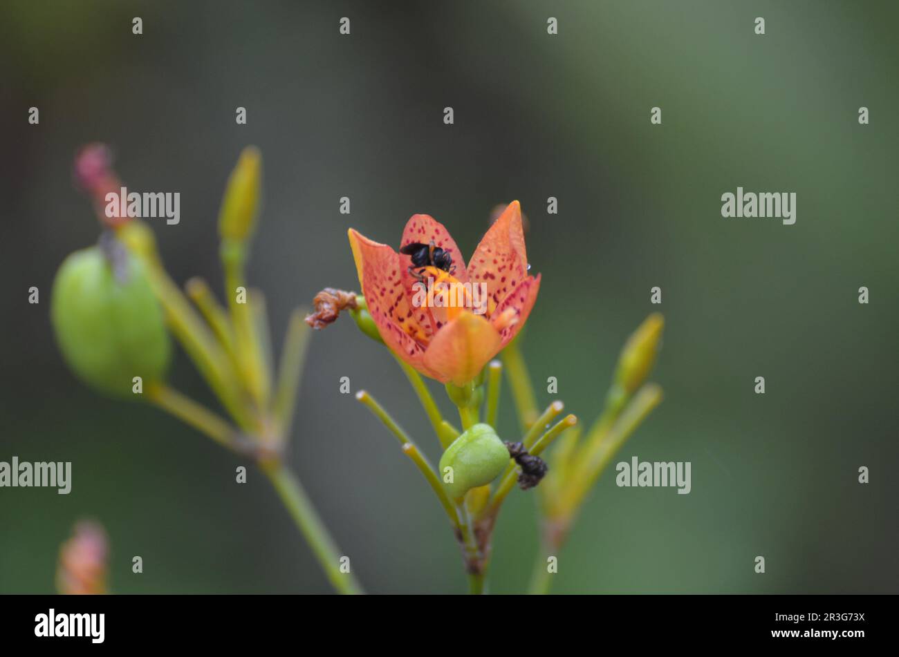 Lily flower bee hi-res stock photography and images - Alamy