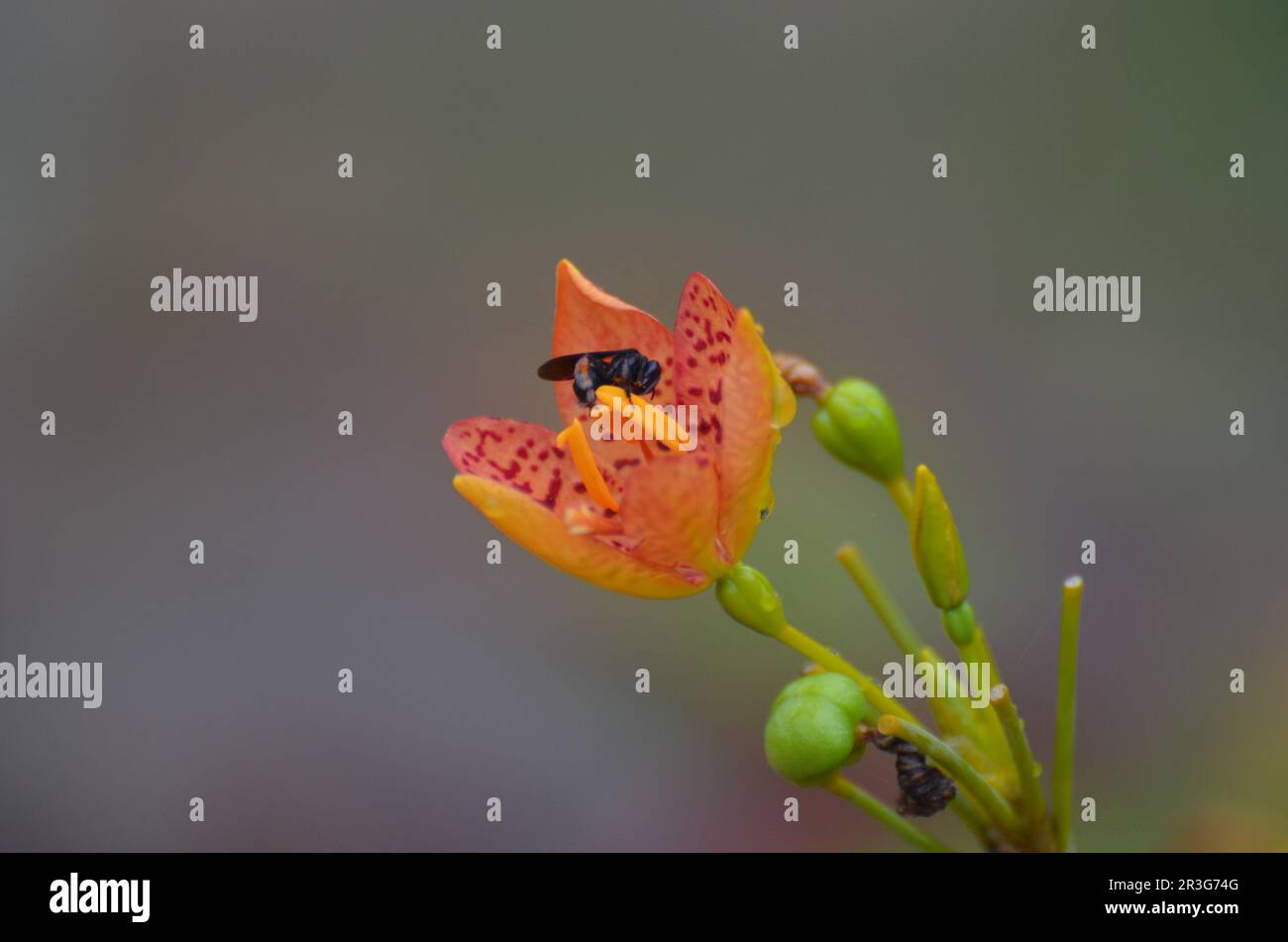 Lily flower bee hi-res stock photography and images - Alamy