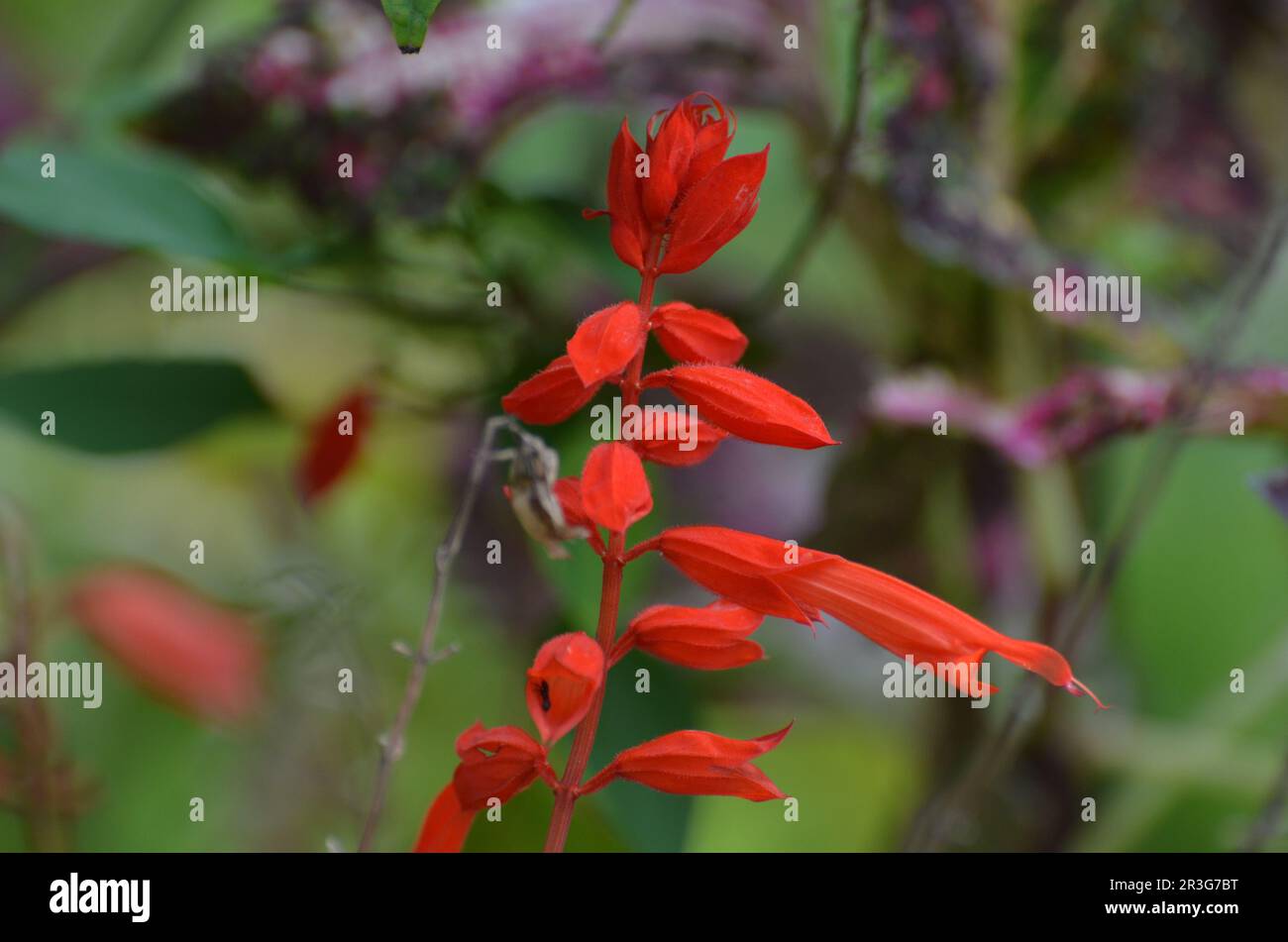 Scarlet sage salvia splendens hi-res stock photography and images - Alamy
