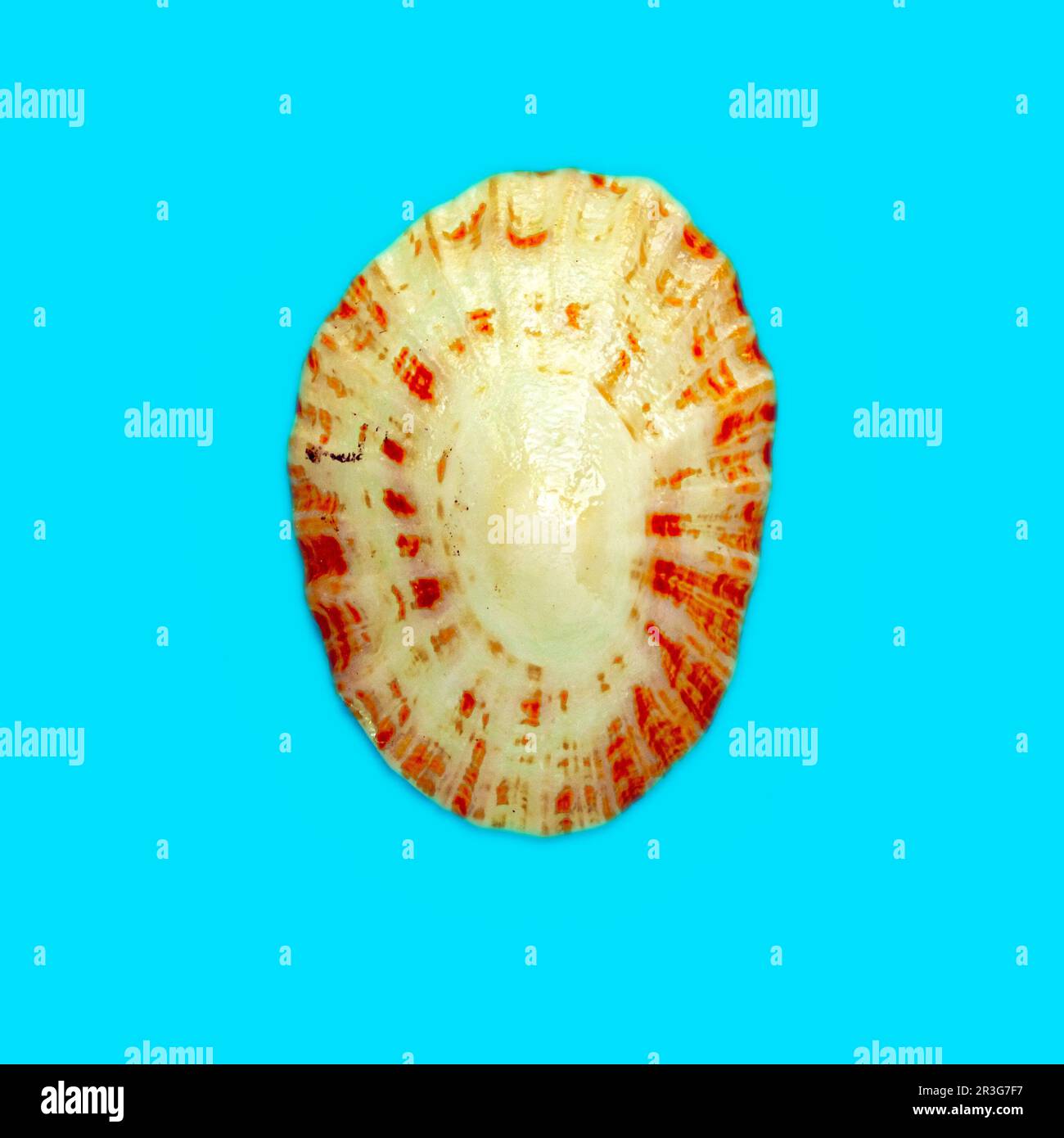 Flat Lay isolated image of a coastal seashell on a blue background ...