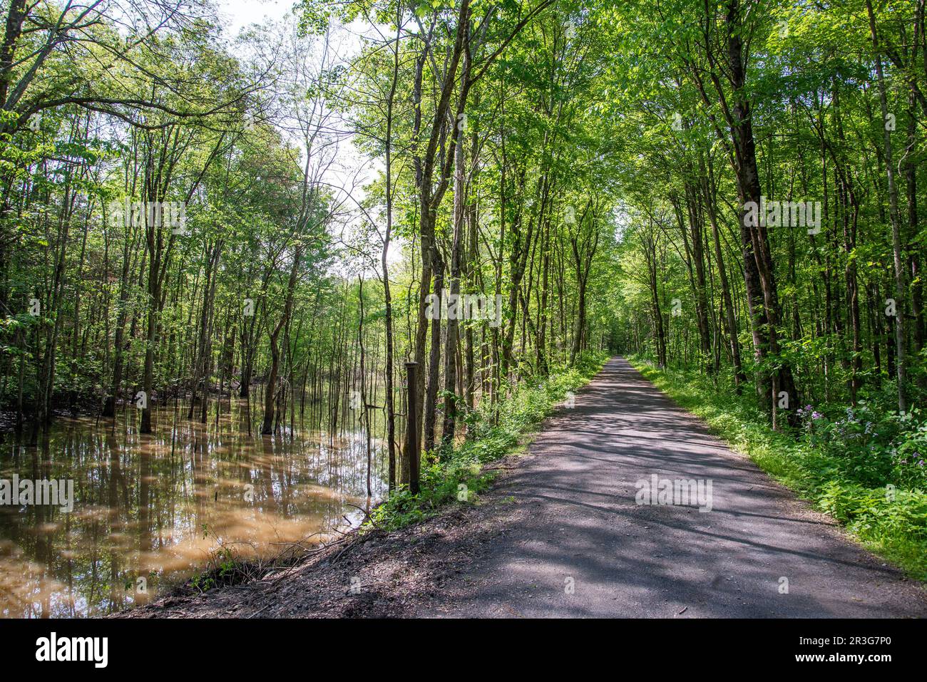Trails swamp hi-res stock photography and images - Alamy