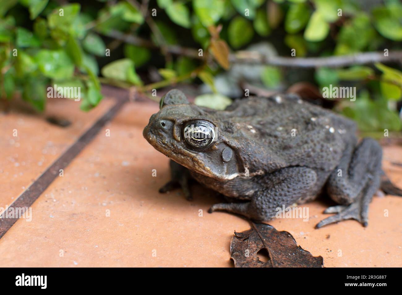 Cuban tree frog cuban tree frog hi-res stock photography and images - Alamy