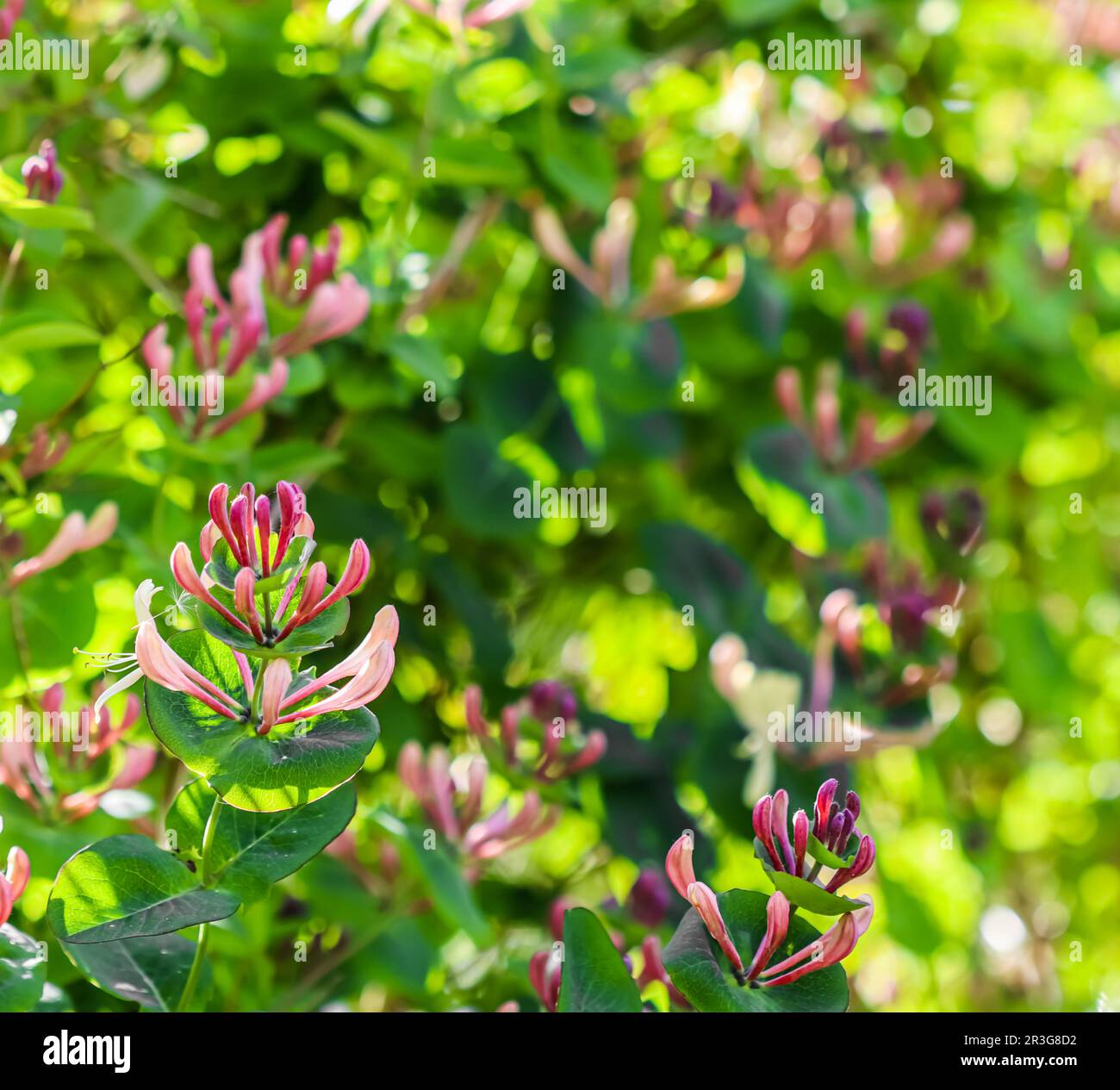 Floral background. Pink Honeysuckle buds and flowers in a sunny garden ...