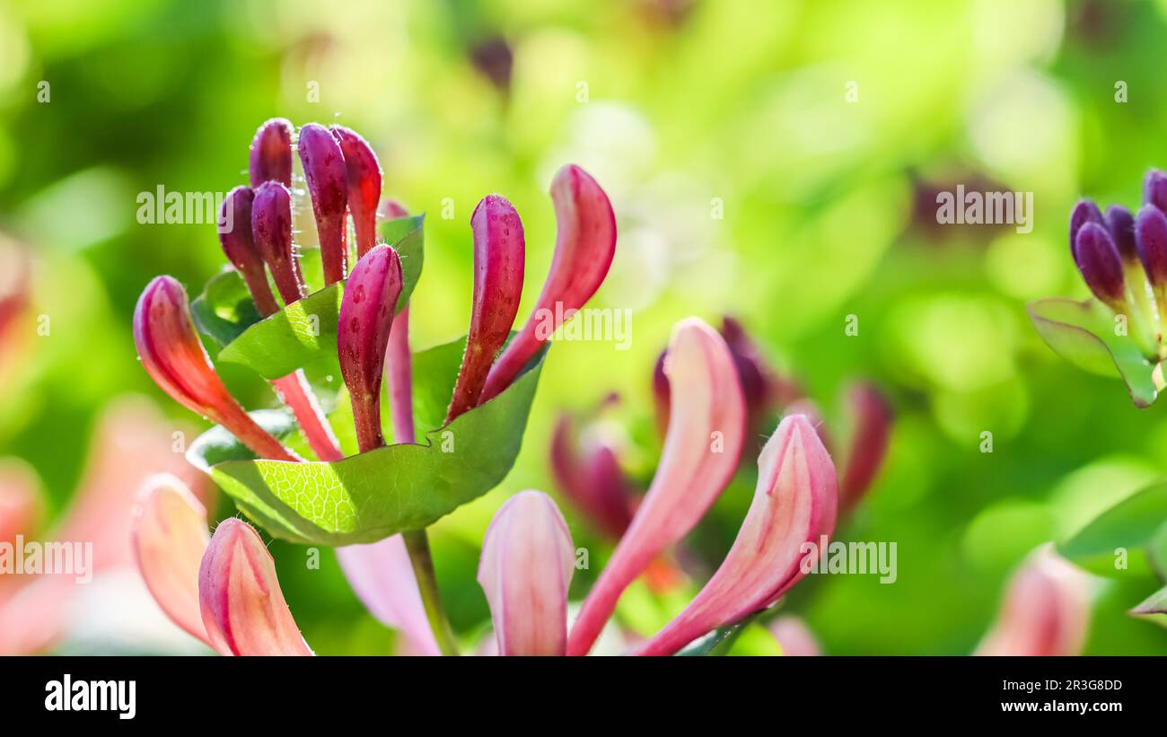 Floral background. Pink Honeysuckle buds and flowers in a sunny garden ...