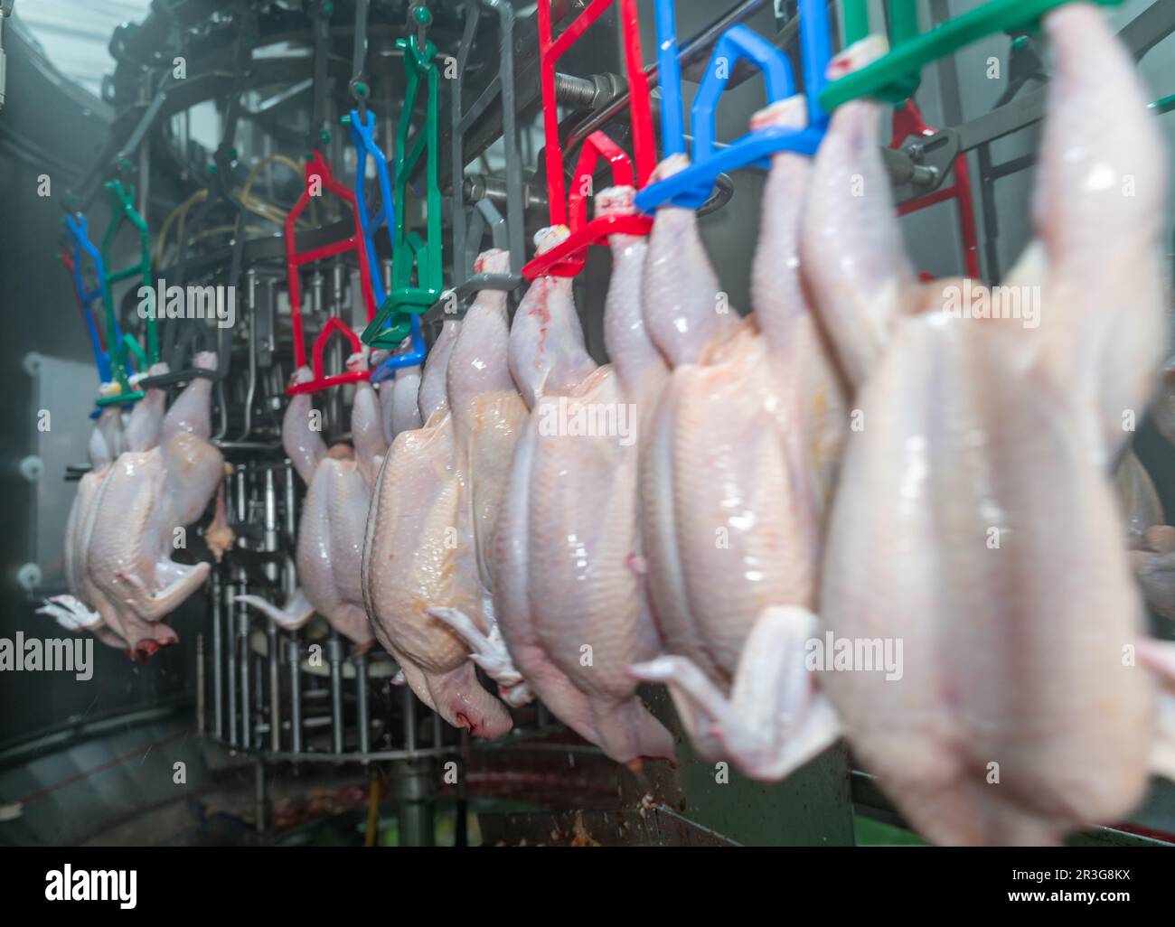 Selective focus chicken move out from automate cut offal machine in ...